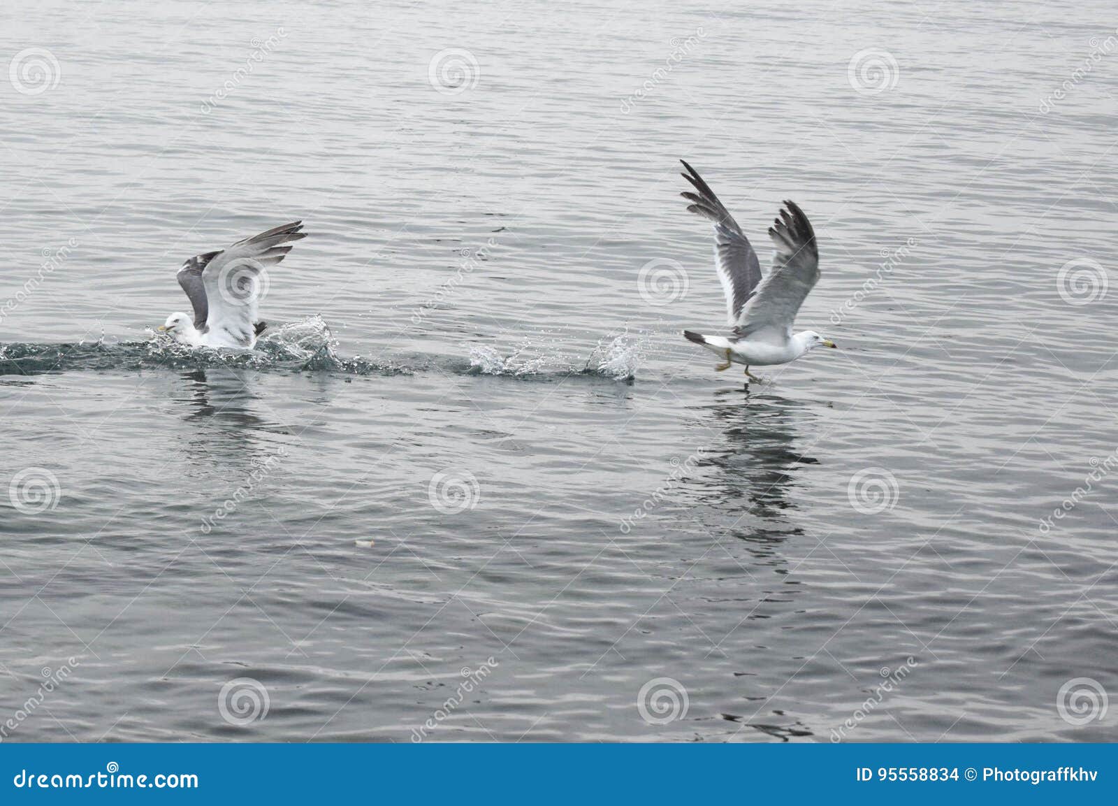 Two seagulls stock photo. Image of flying, summer, seagulls - 95558834