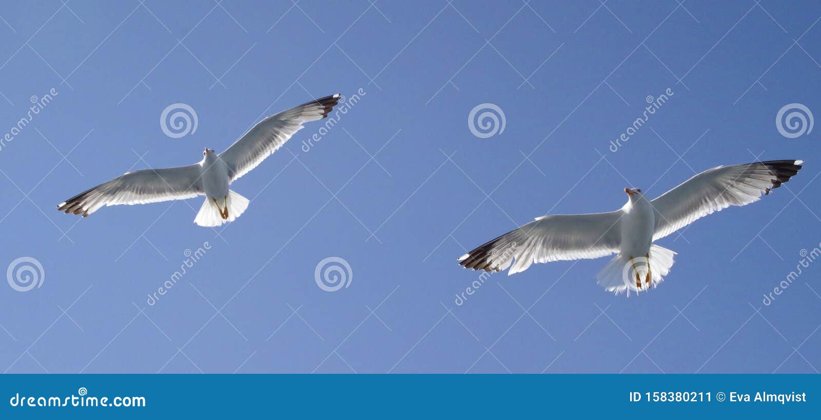 Two Seagulls Flying in the Sky Stock Image - Image of blue, seagulls ...