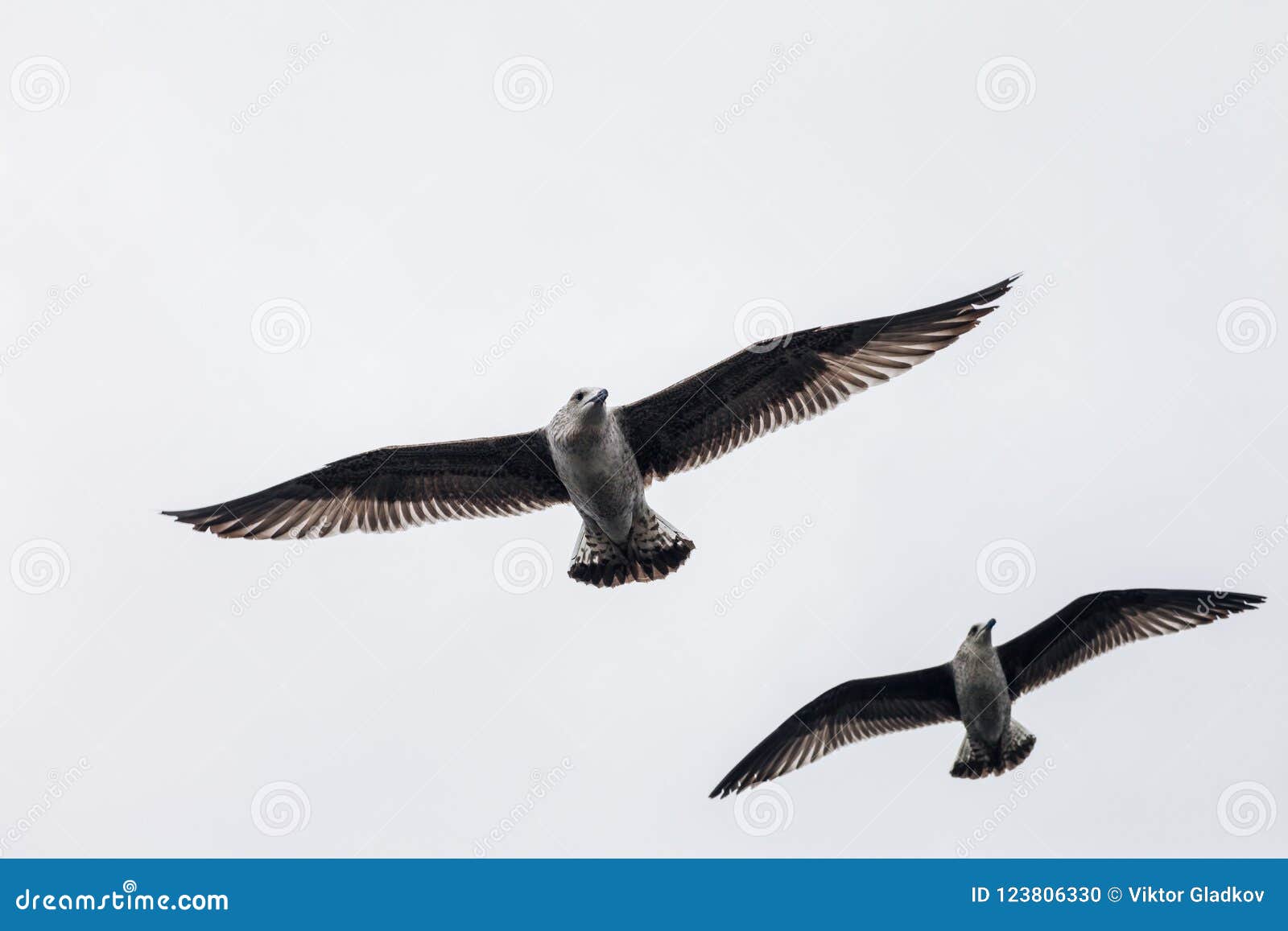 Two seagulls flying in sky stock photo. Image of grey - 123806330