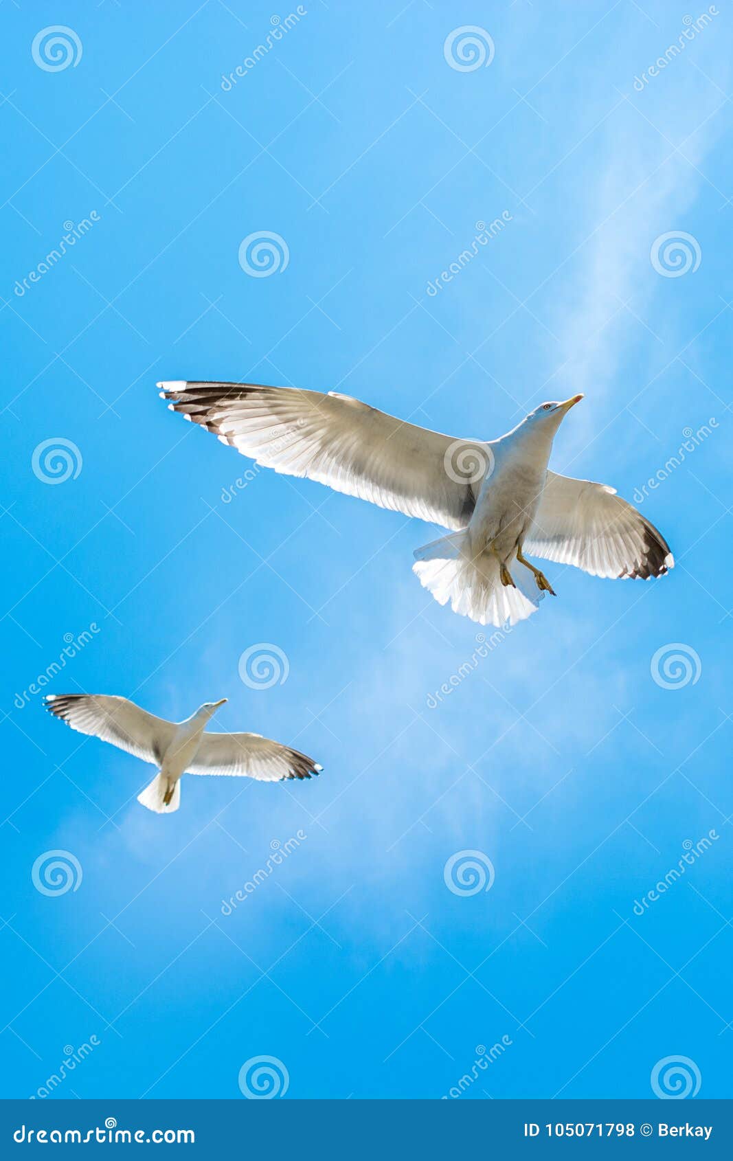 Two Seagulls Flying in a Sky Stock Photo - Image of blue, gull: 105071798