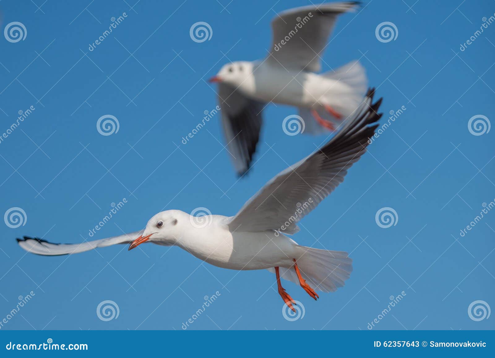 Two Seagulls flying by stock image. Image of adriatic - 62357643