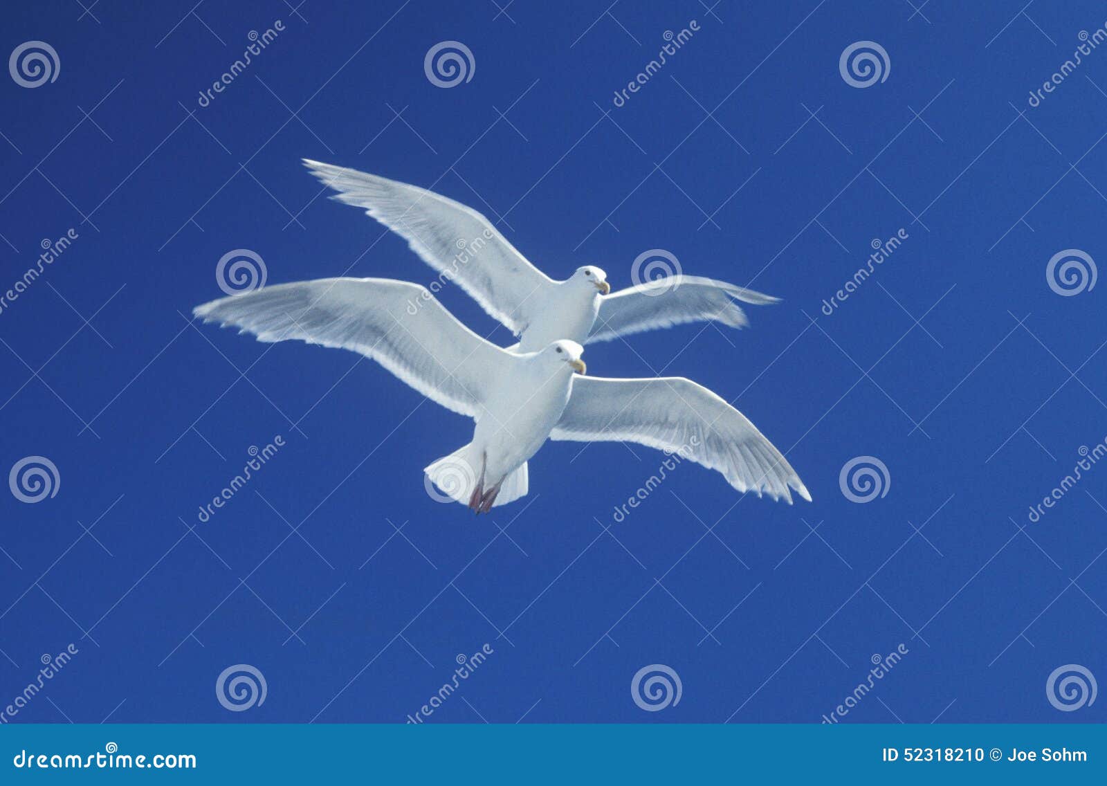 Two Seagulls Flying in Tandem in Bright Blue Sky Stock Photo - Image of ...
