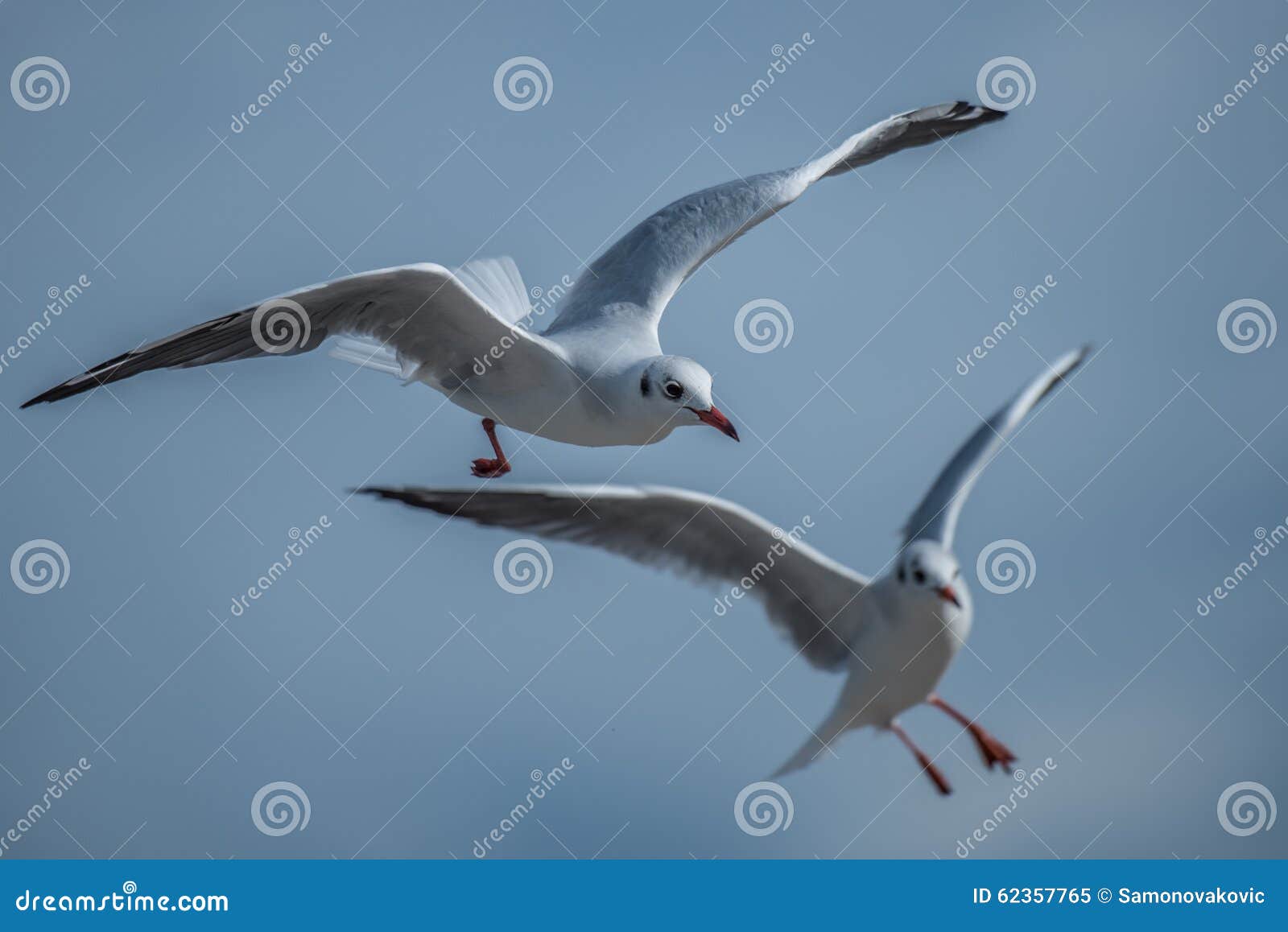 Two Seagulls Landing Maneuvers Stock Image - Image of maneuvers, wings ...