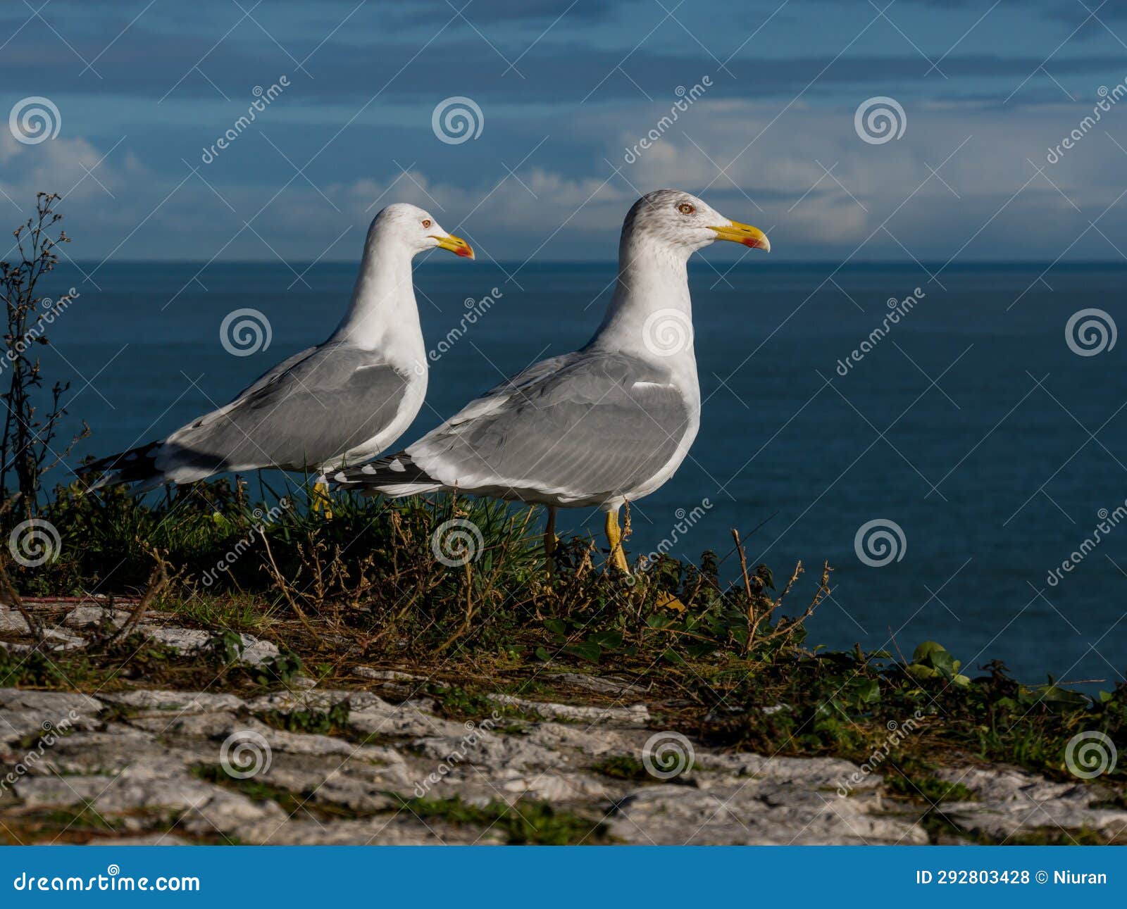 Two seagulls 2 stock photo. Image of seagulls, blue - 292803428