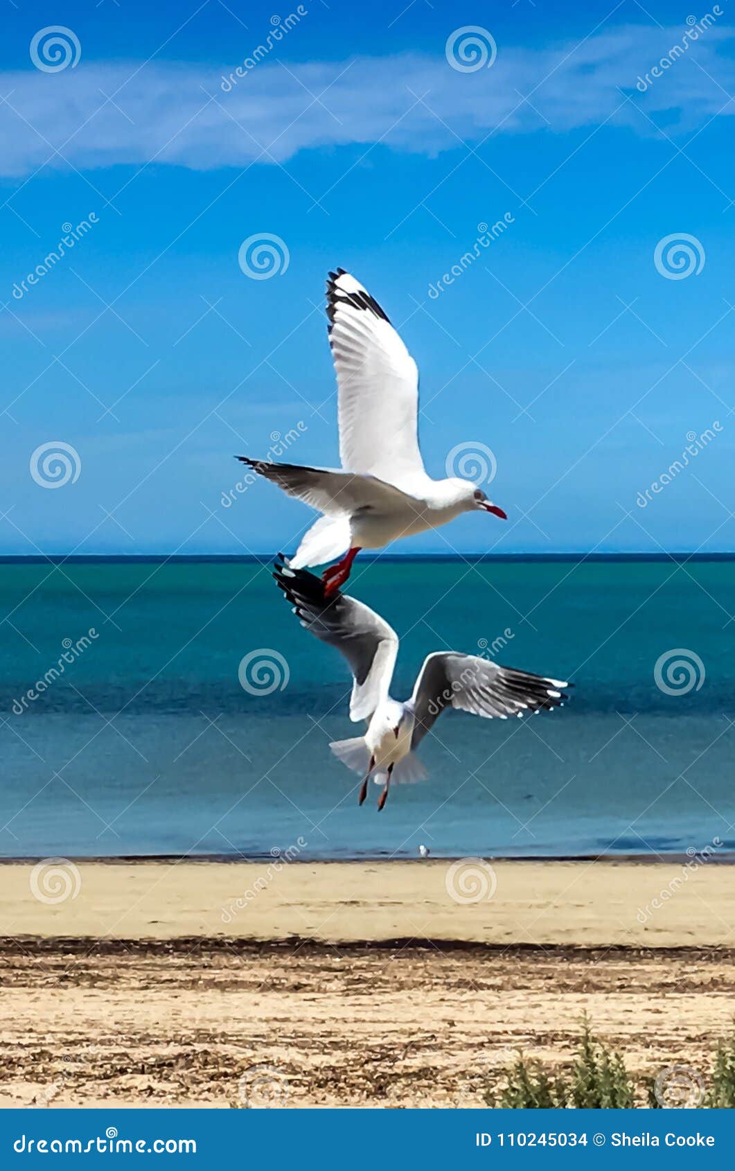 Two Seagulls Interacting and Landing on Beach Stock Photo - Image of ...