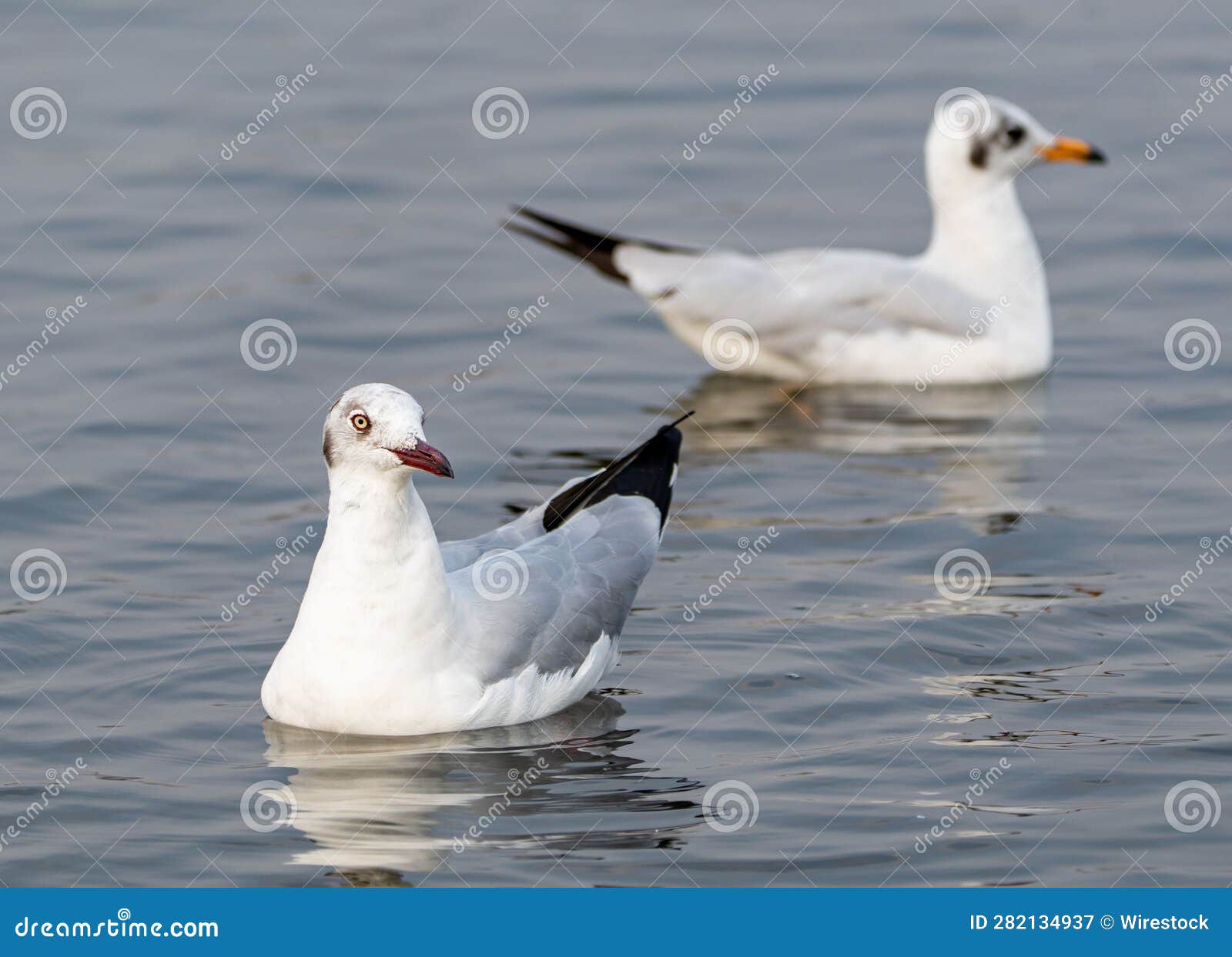 Two Seagulls in Motion Against a Tranquil Ocean Backdrop Stock Image ...
