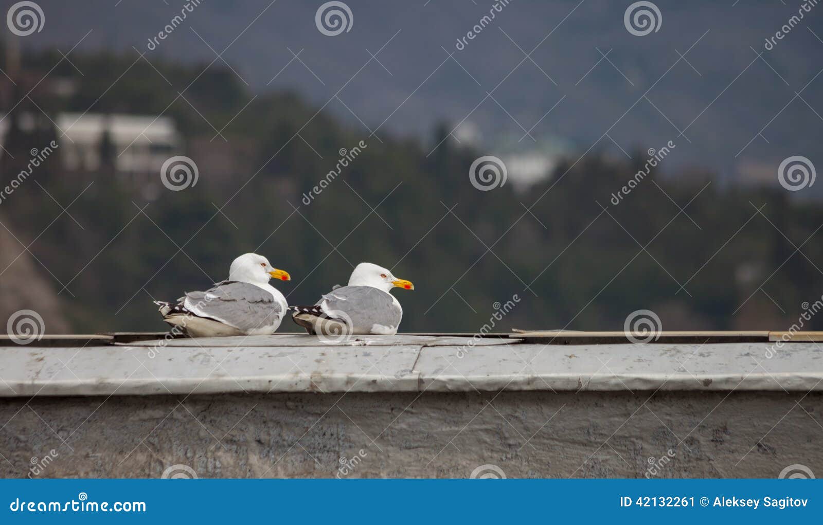 Two seagulls stock image. Image of wild, together, peace - 42132261