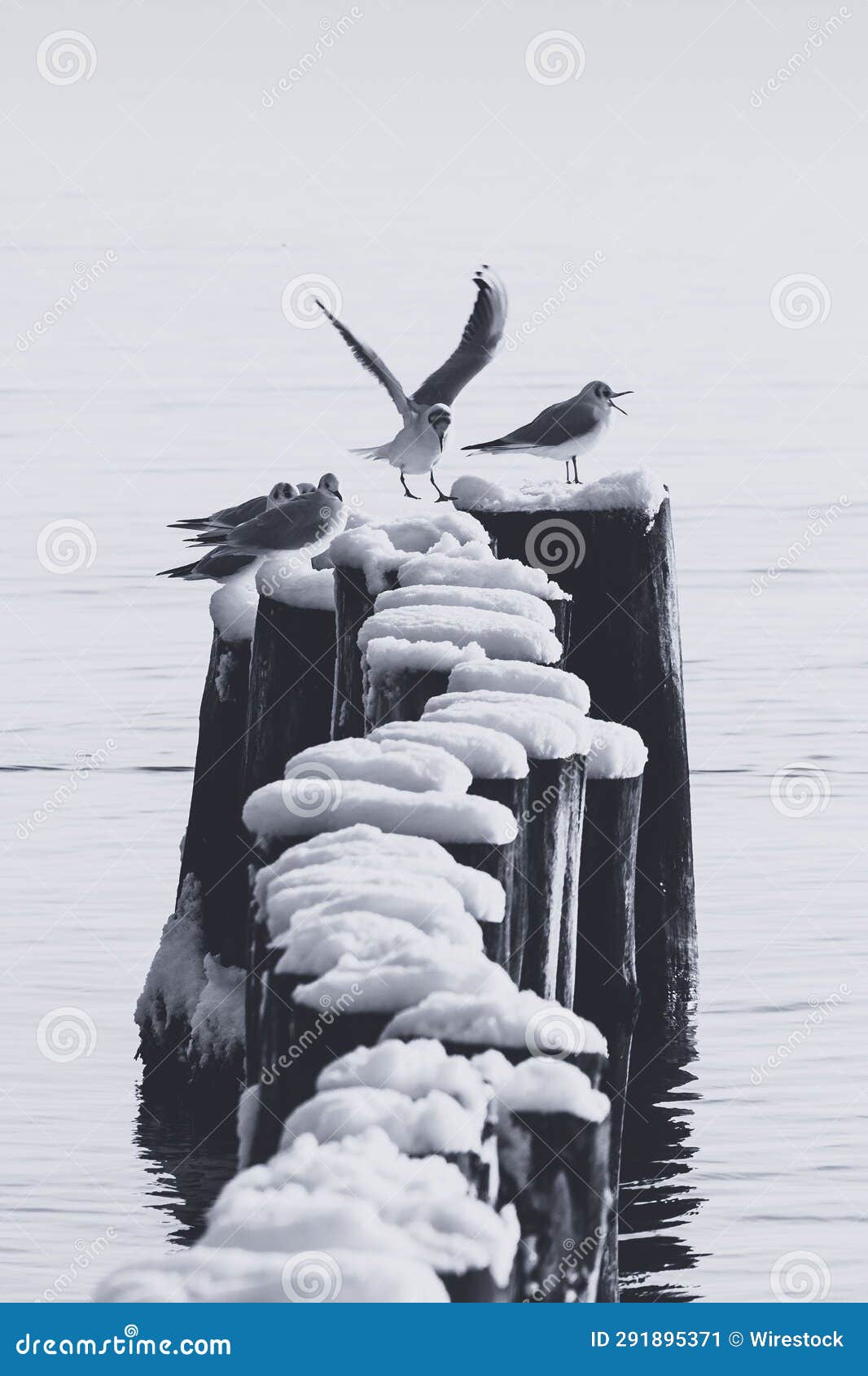 Two Seagulls on a Pier Covered in Ice and Snow Stock Image - Image of ...