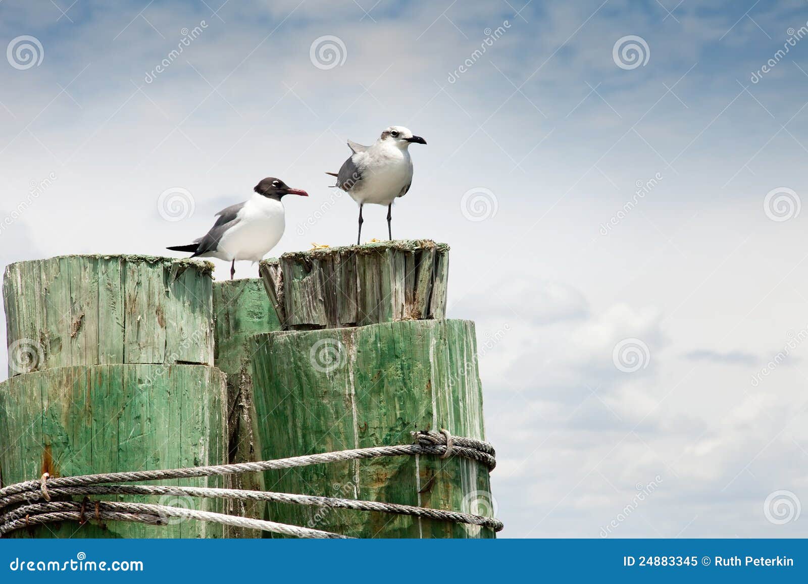 Two Seagulls Resting on Wooden Pylon Stock Image - Image of marina ...