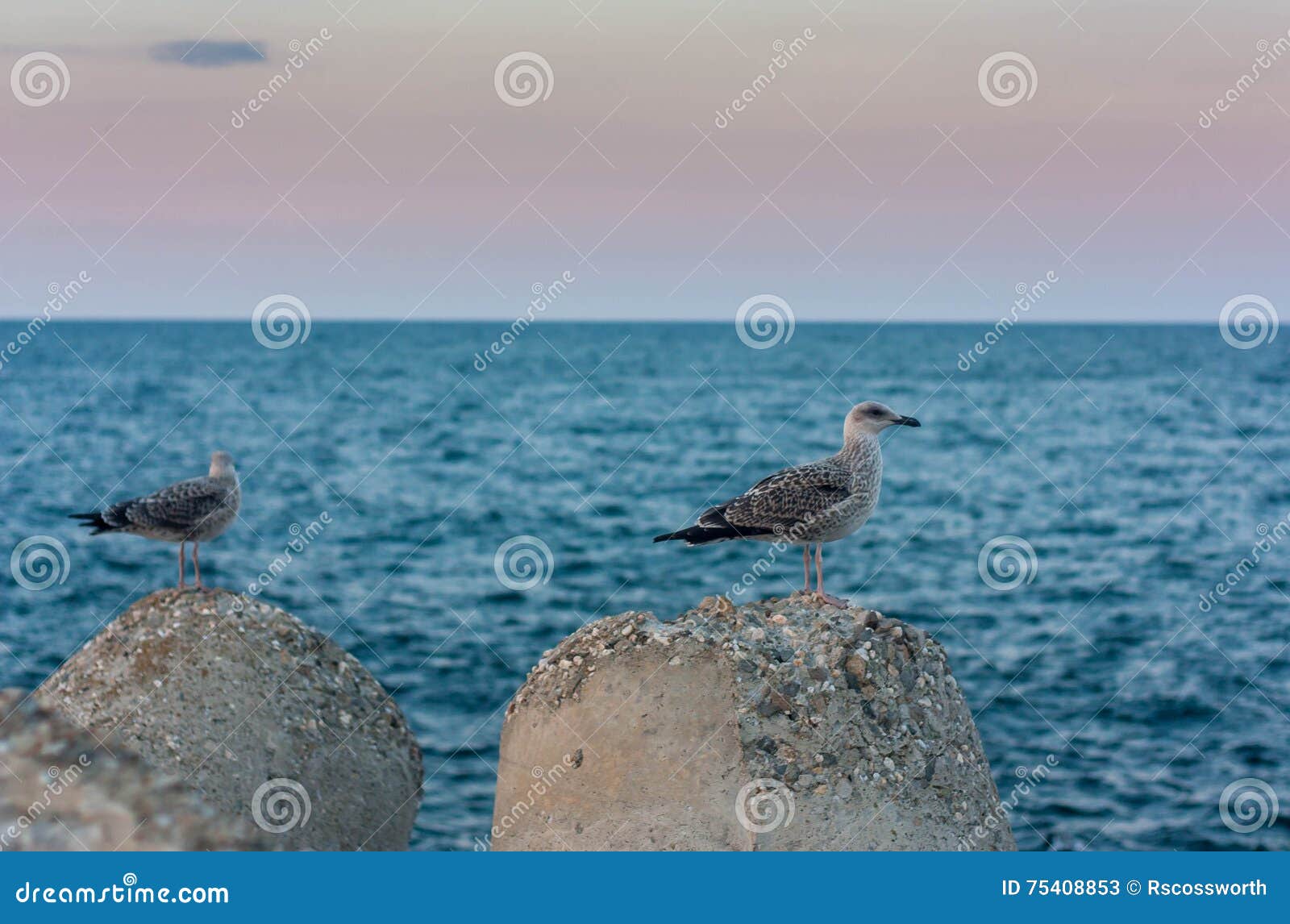 Two seagulls on a rocks stock image. Image of natural - 75408853
