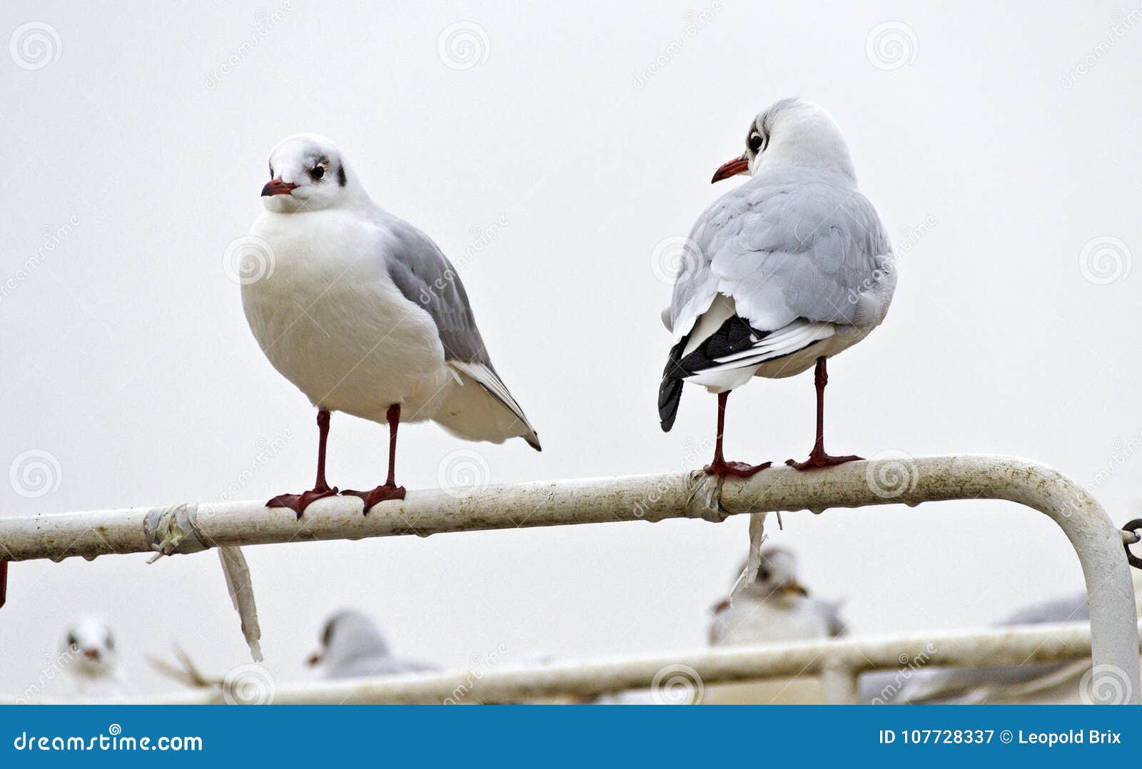 Two seagulls on a rod stock image. Image of water, bird - 107728337