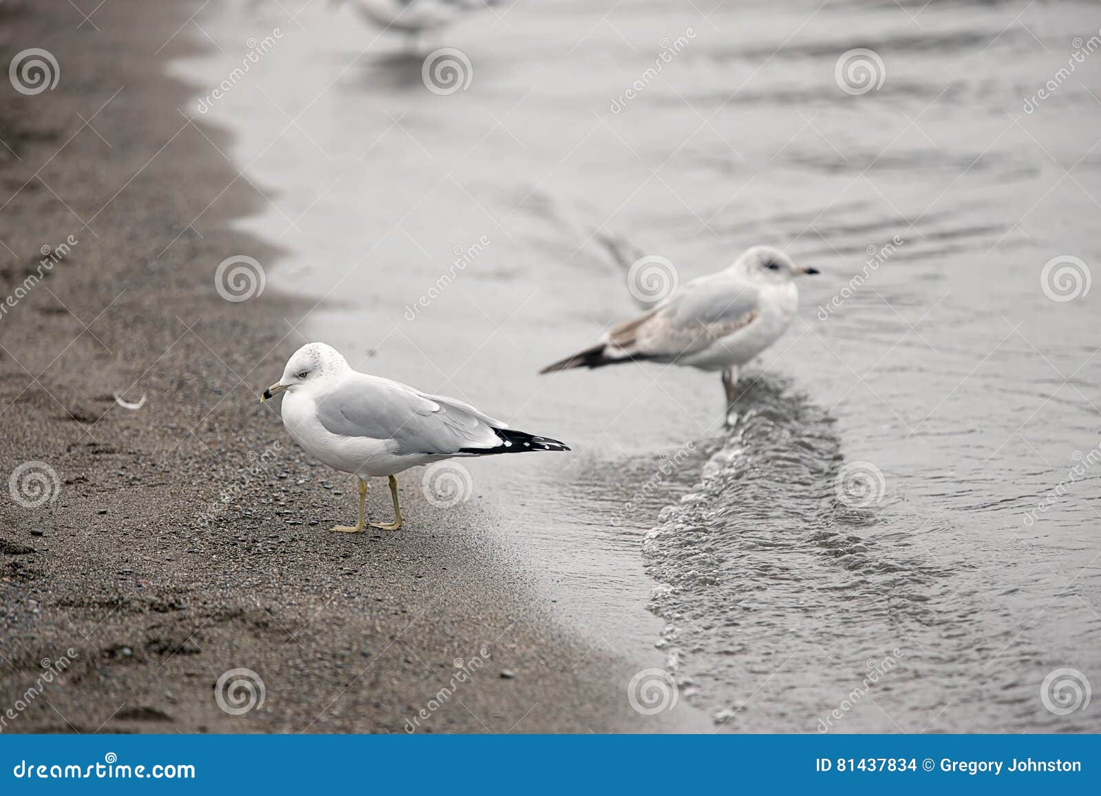 Two seagulls on the shore. stock photo. Image of argentatus - 81437834