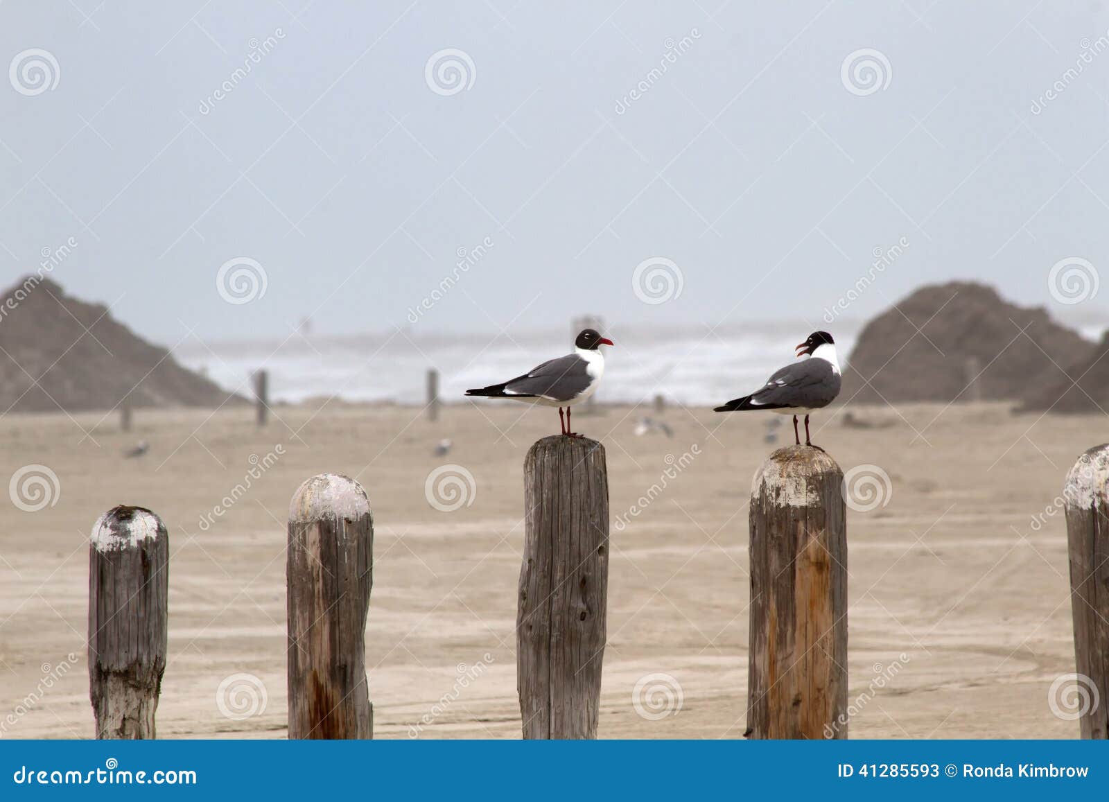 Two Seagulls Sitting on a Pier Post Overlooking the Ocean Stock Image ...