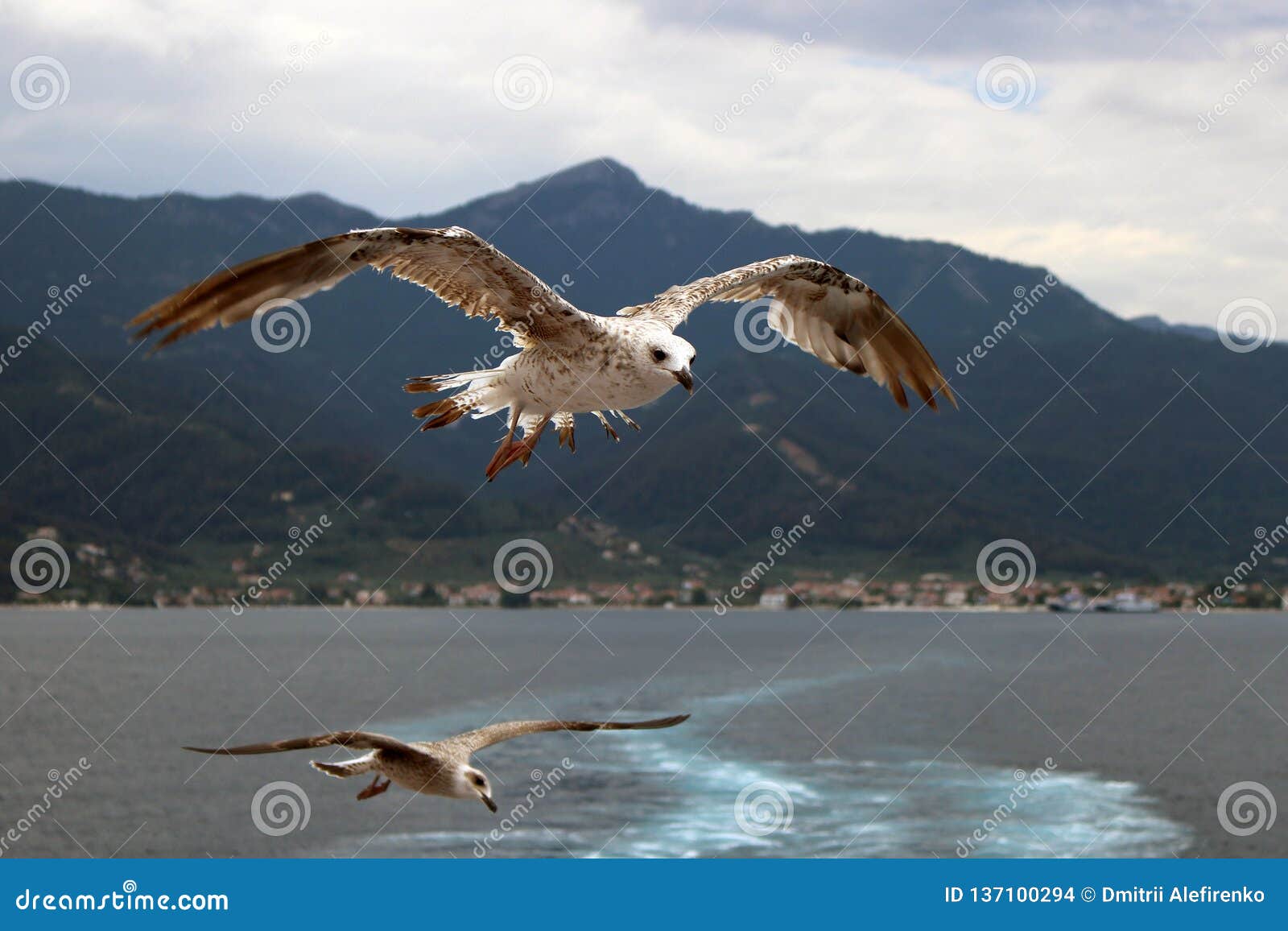 Two Seagulls with Spread Wings in Flight Stock Photo - Image of thasos ...