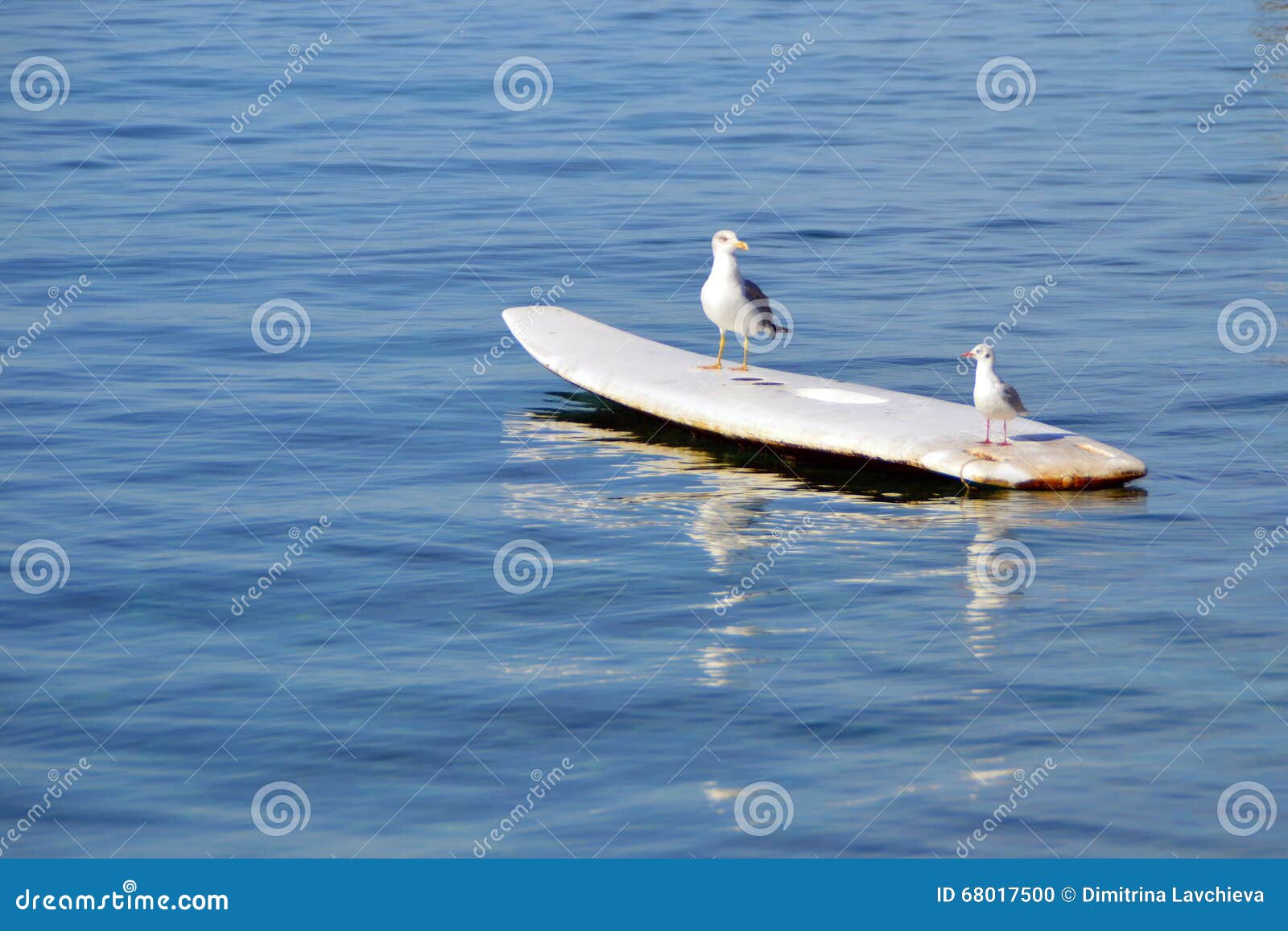 Two seagulls on a surf stock photo. Image of shore, blue - 68017500