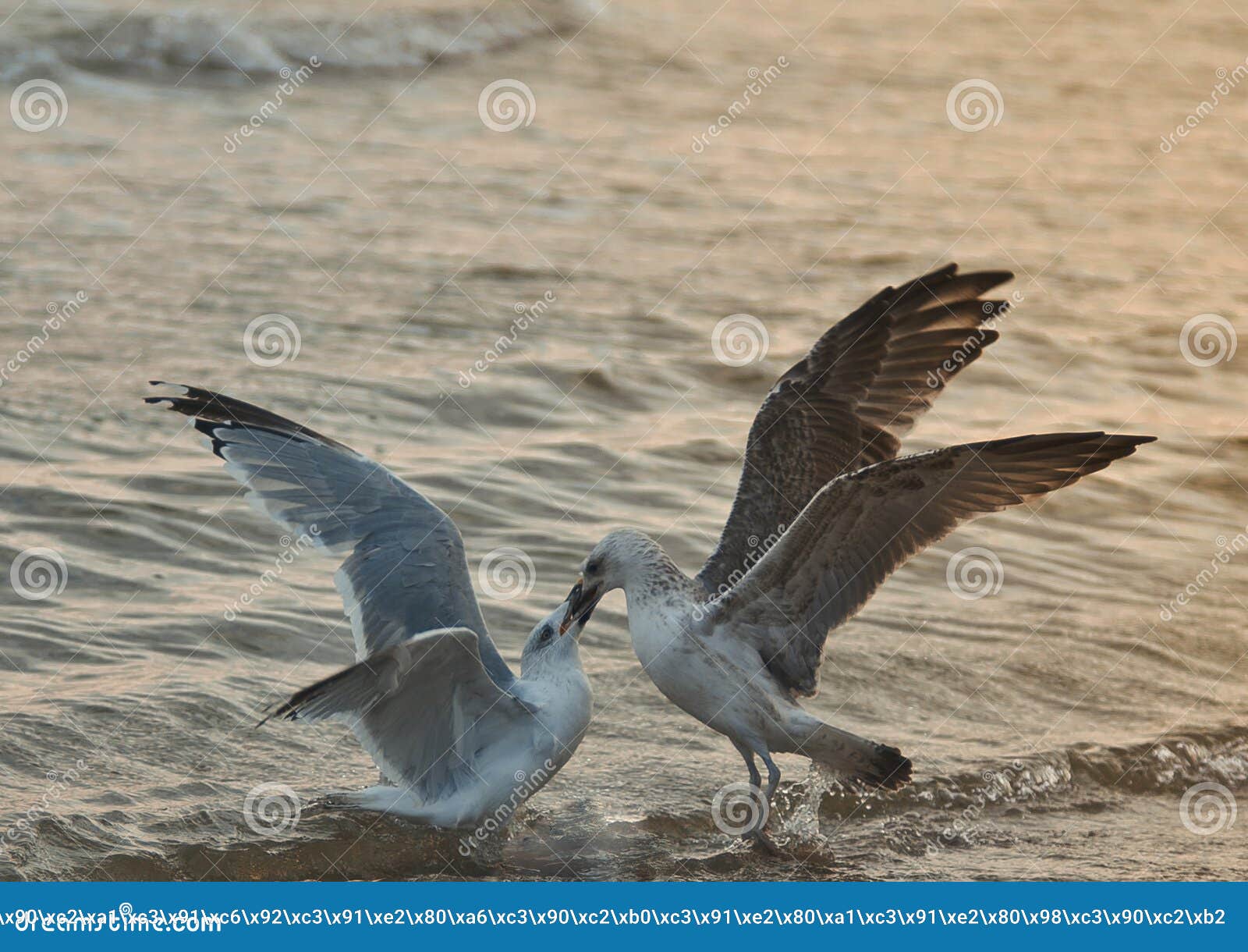 Two seagulls stock image. Image of birds, seagulls, waves - 65763477
