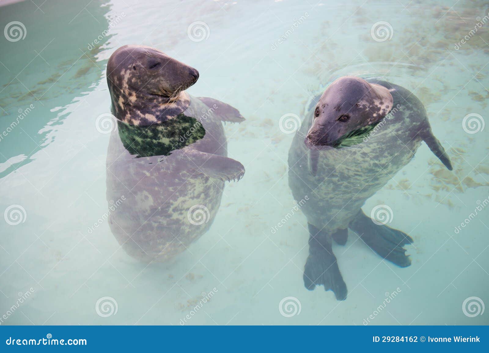 Two seal stock photo. Image of seal, couple, ecomare - 29284162
