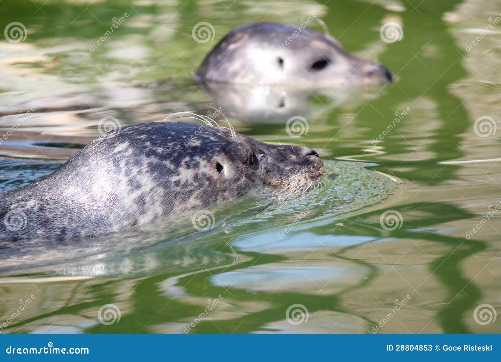 Seal Swimming In Zoo Pool Looking Into Camera Stock Photography ...