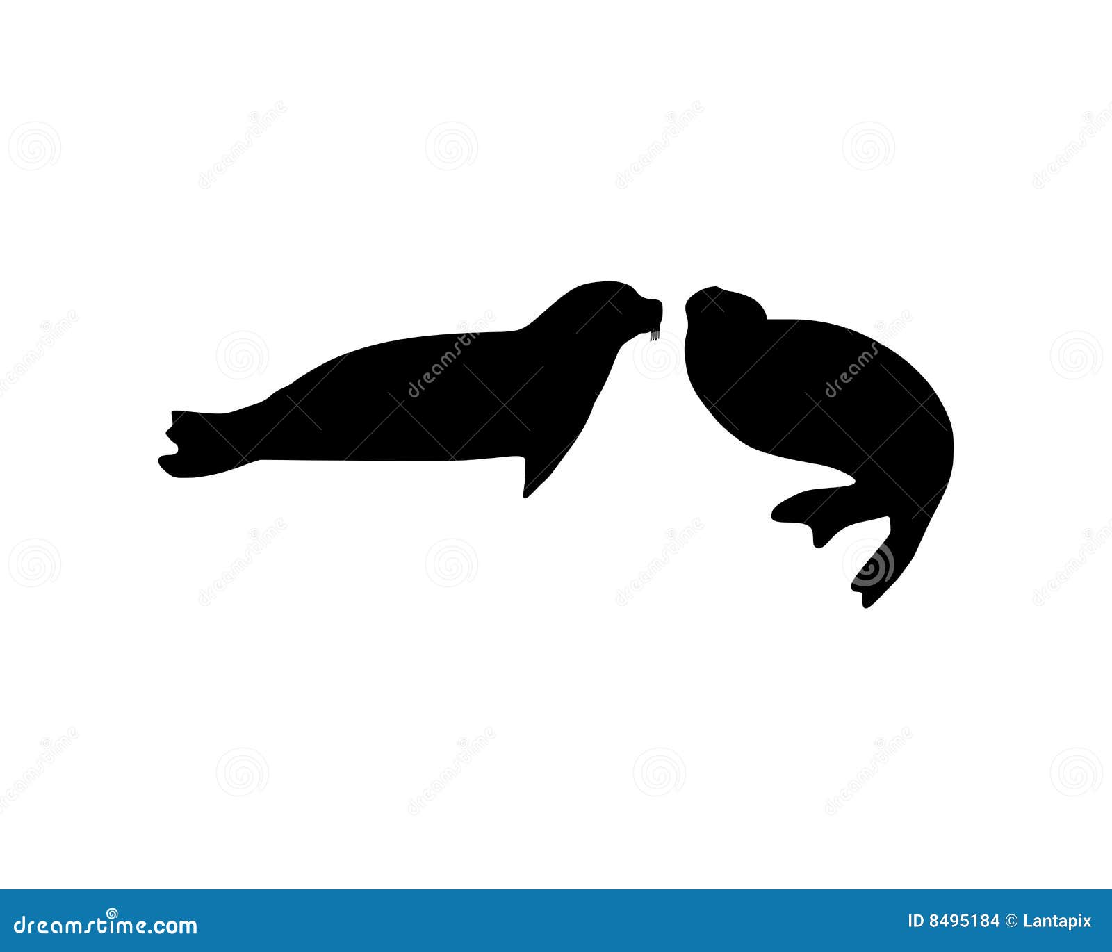 Two seals stock vector. Illustration of silhouette, marine - 8495184