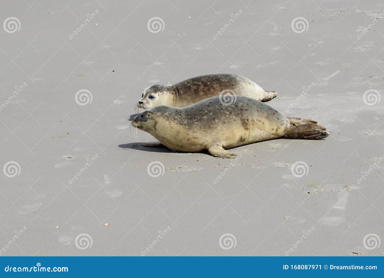 Two seals on the beach stock image. Image of phocidae - 168087971