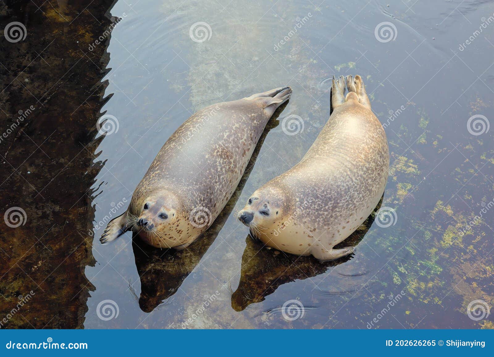 Two seals stock image. Image of pool, seals, mammals - 202626265