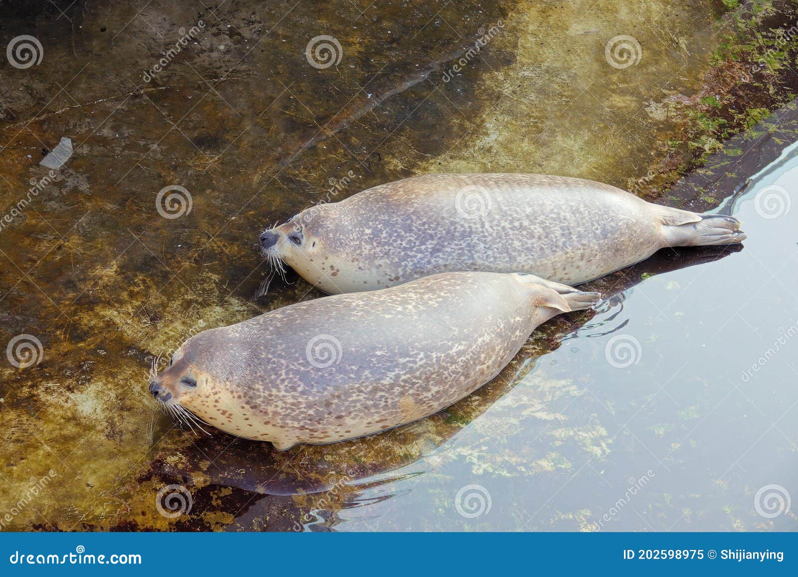 Two seals stock image. Image of mammals, mammal, amphibian - 202598975