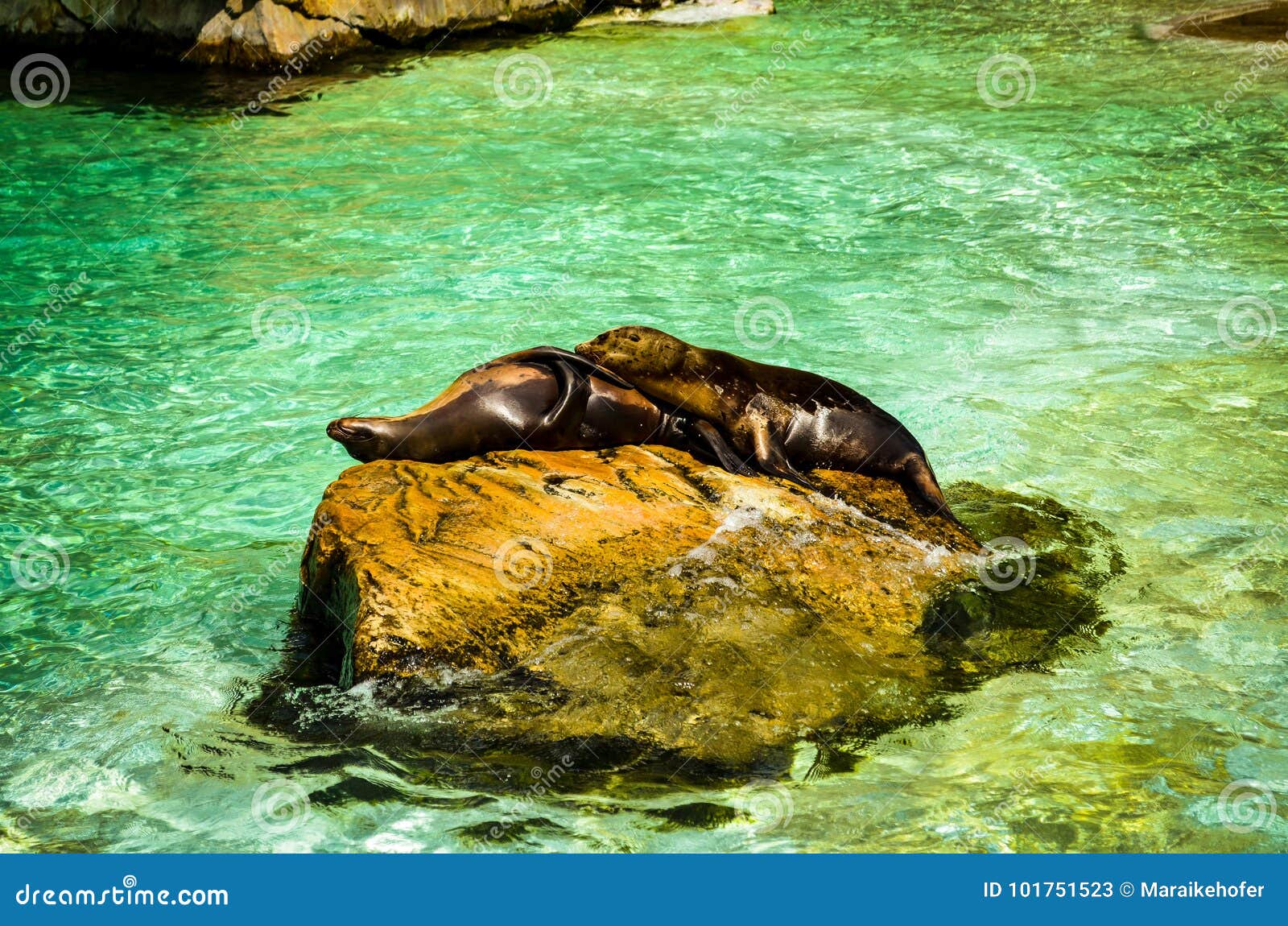 Two Seals Cuddling in Sunlight on a Rock Stock Image - Image of coast ...