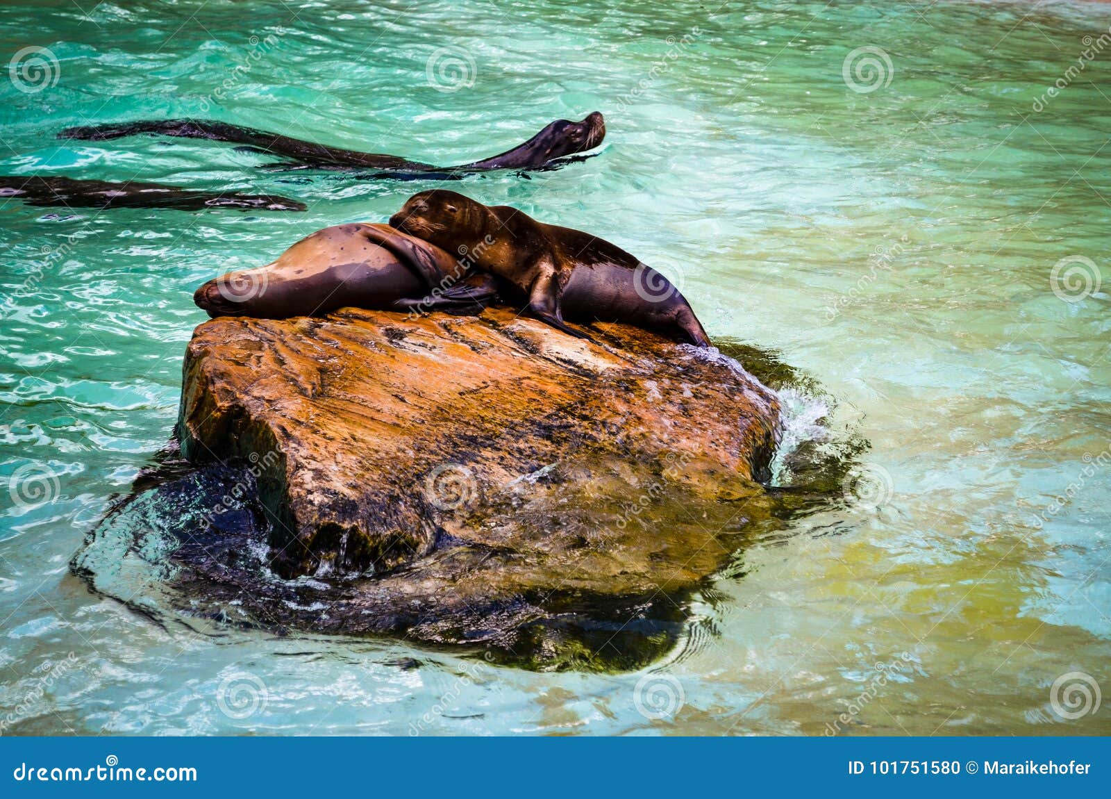 Two Seals Cuddling in Sunlight on a Rock Stock Photo - Image of ...