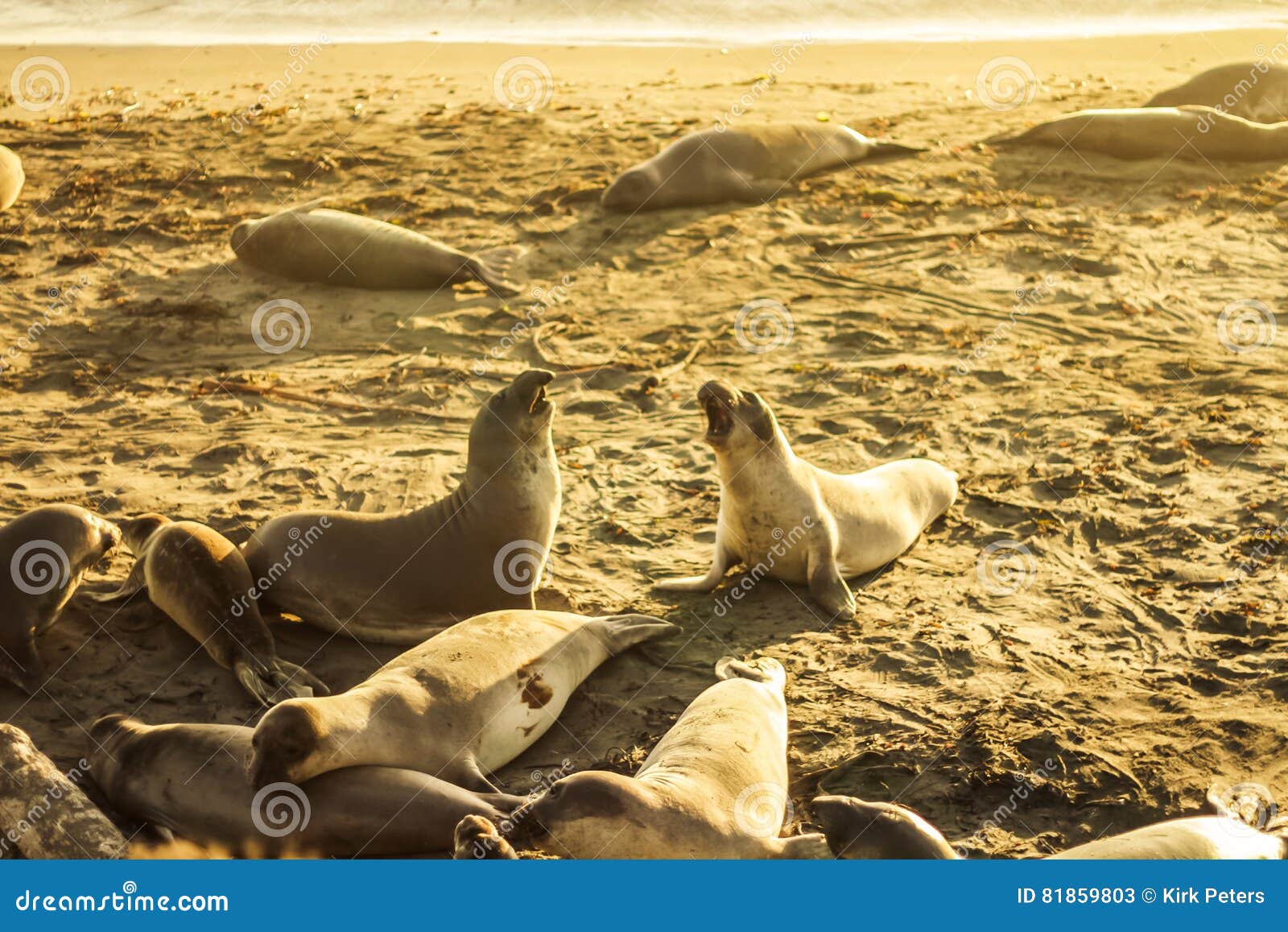 Two Seals Debating stock image. Image of seals, sunset - 81859803