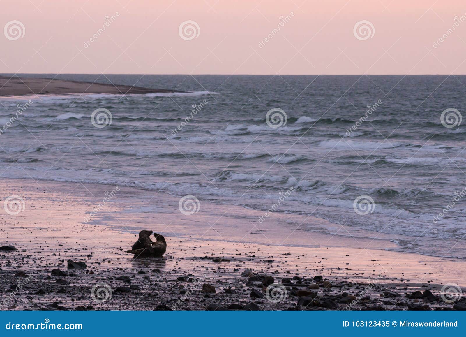 Two Seals on an Empty Beach during Sunrise Stock Image - Image of ...