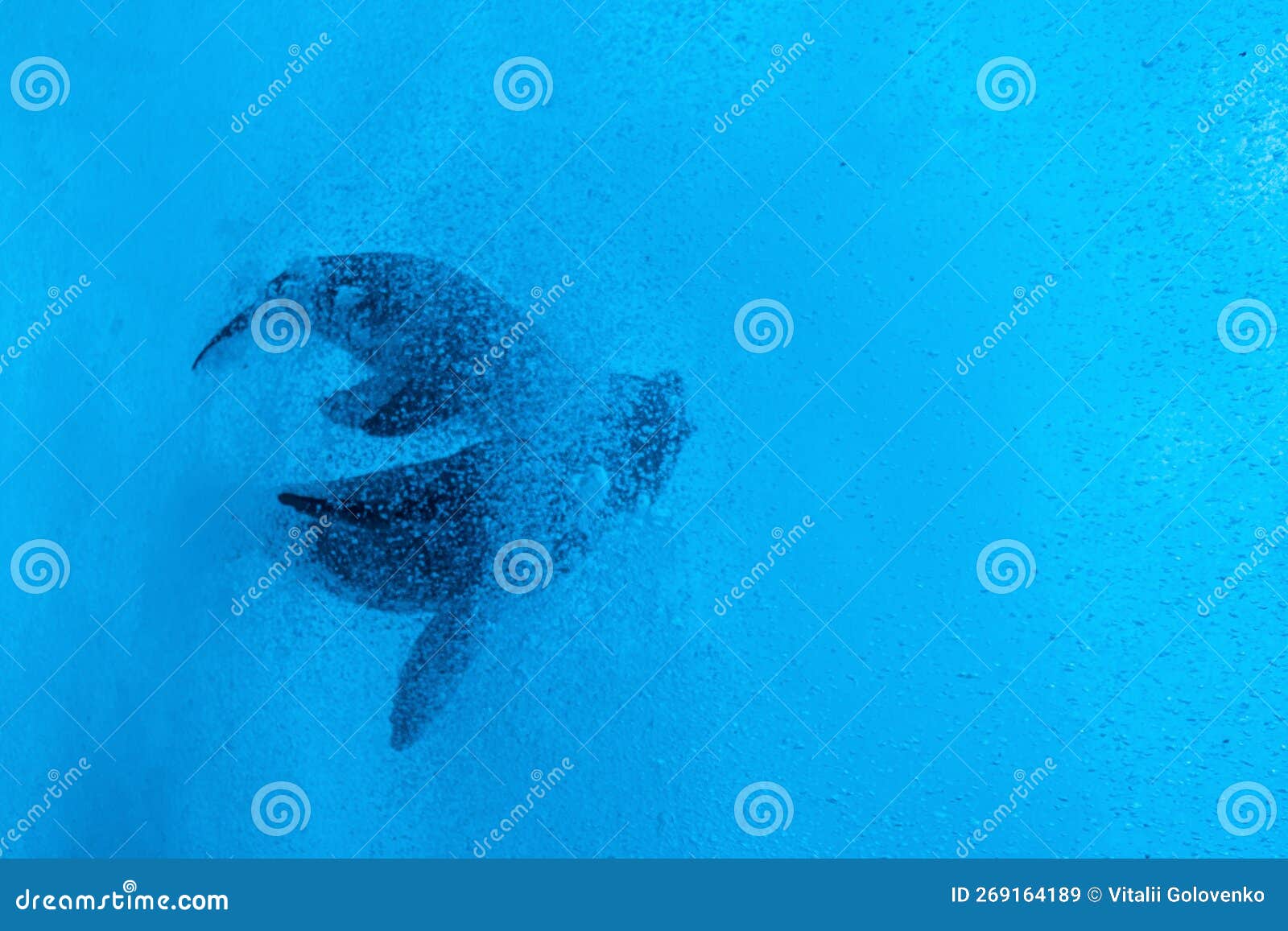 Two Seals Float Underwater in Air Bubbles Stock Image - Image of pool ...