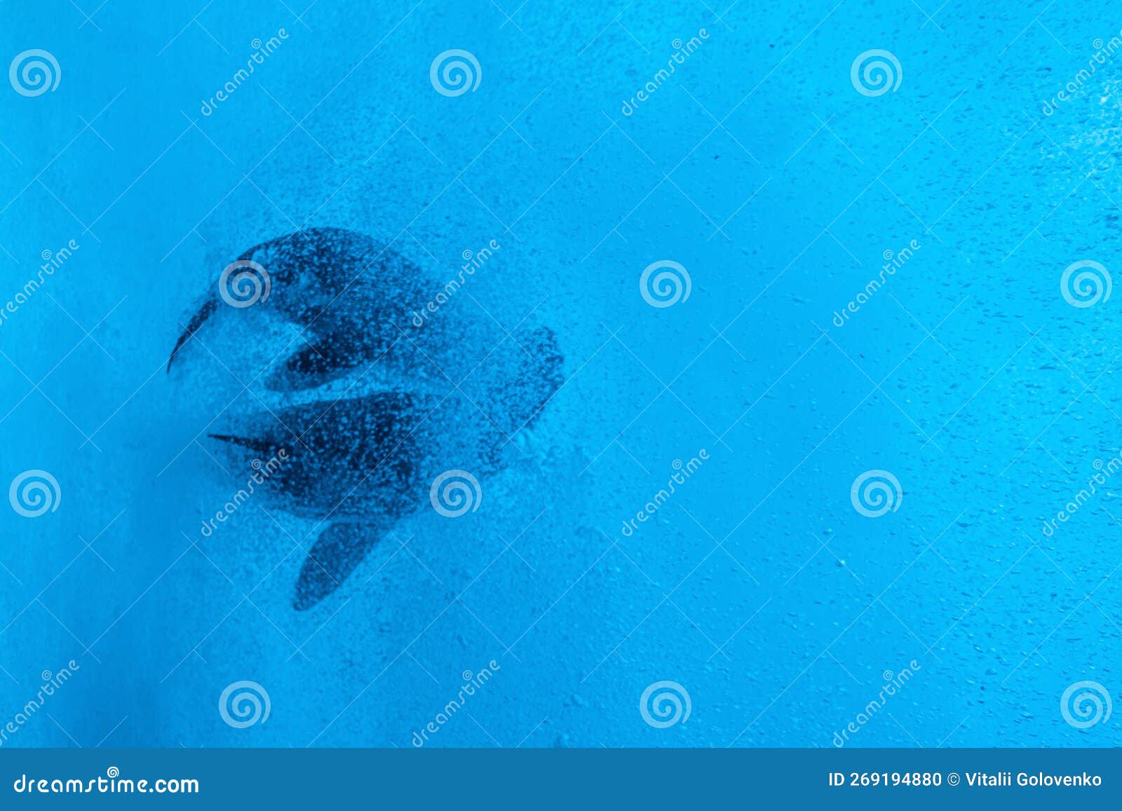 Two Seals Float Underwater in Air Bubbles Stock Photo - Image of love ...