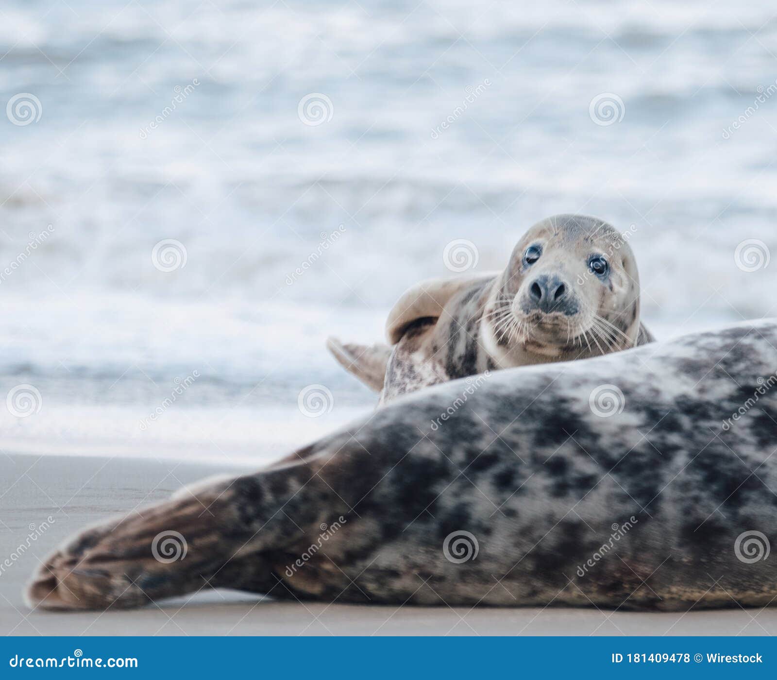 Seals Next To Each Other on the Beach Stock Photo - Image of print ...