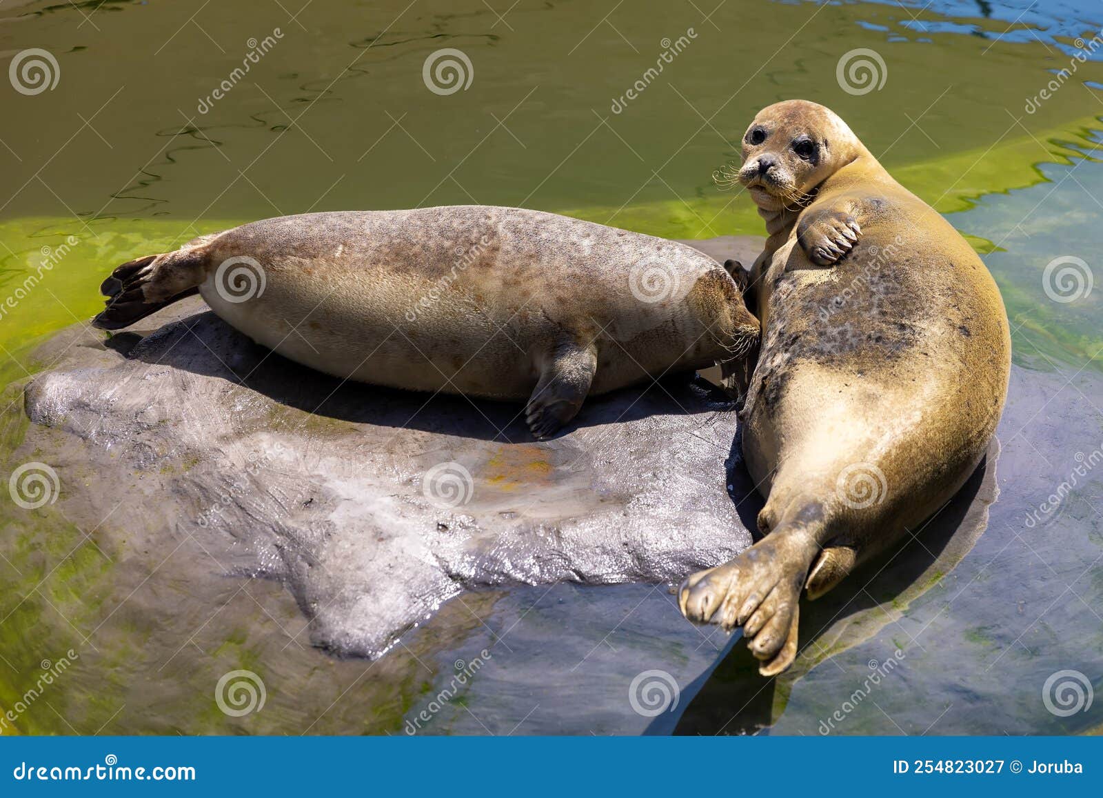 Two seals rest in rock stock image. Image of mammal - 254823027