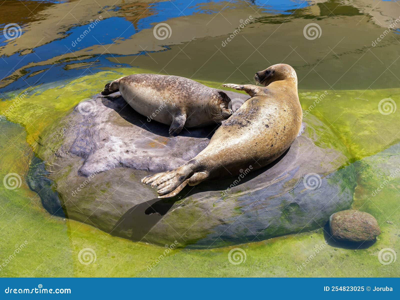 Two seals rest in rock stock image. Image of portrait - 254823025