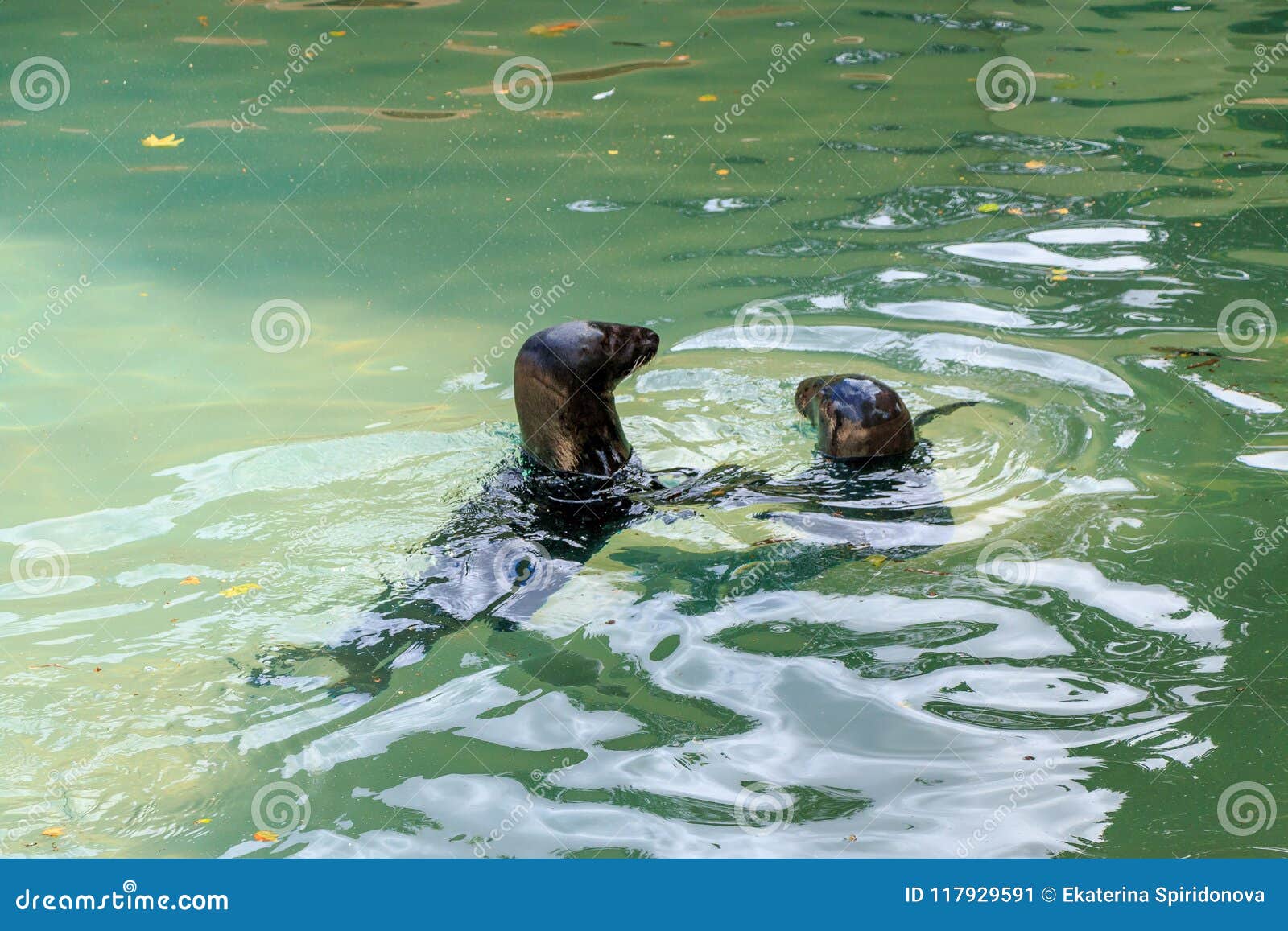 Seals stock image. Image of travel, swim, animals, nature - 117929591