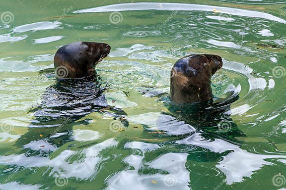 Seals stock image. Image of pool, swim, park, summer - 117929649