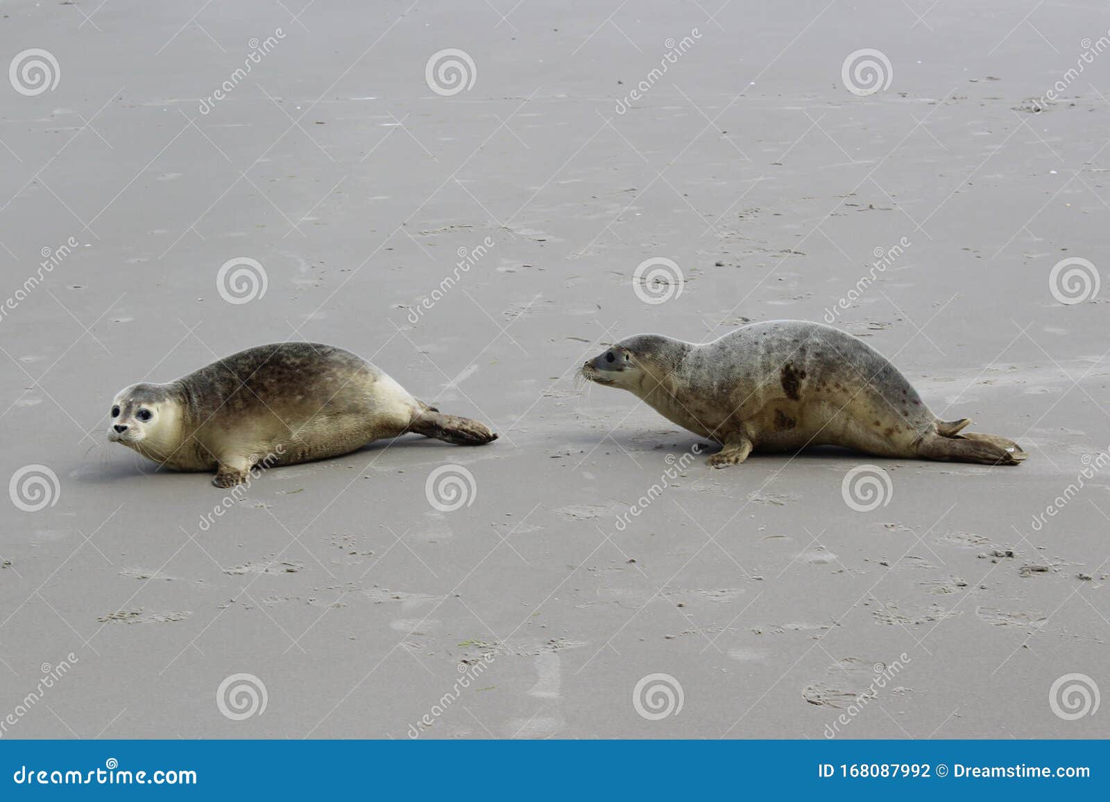 Two seals on the beach stock photo. Image of color, left - 168087992