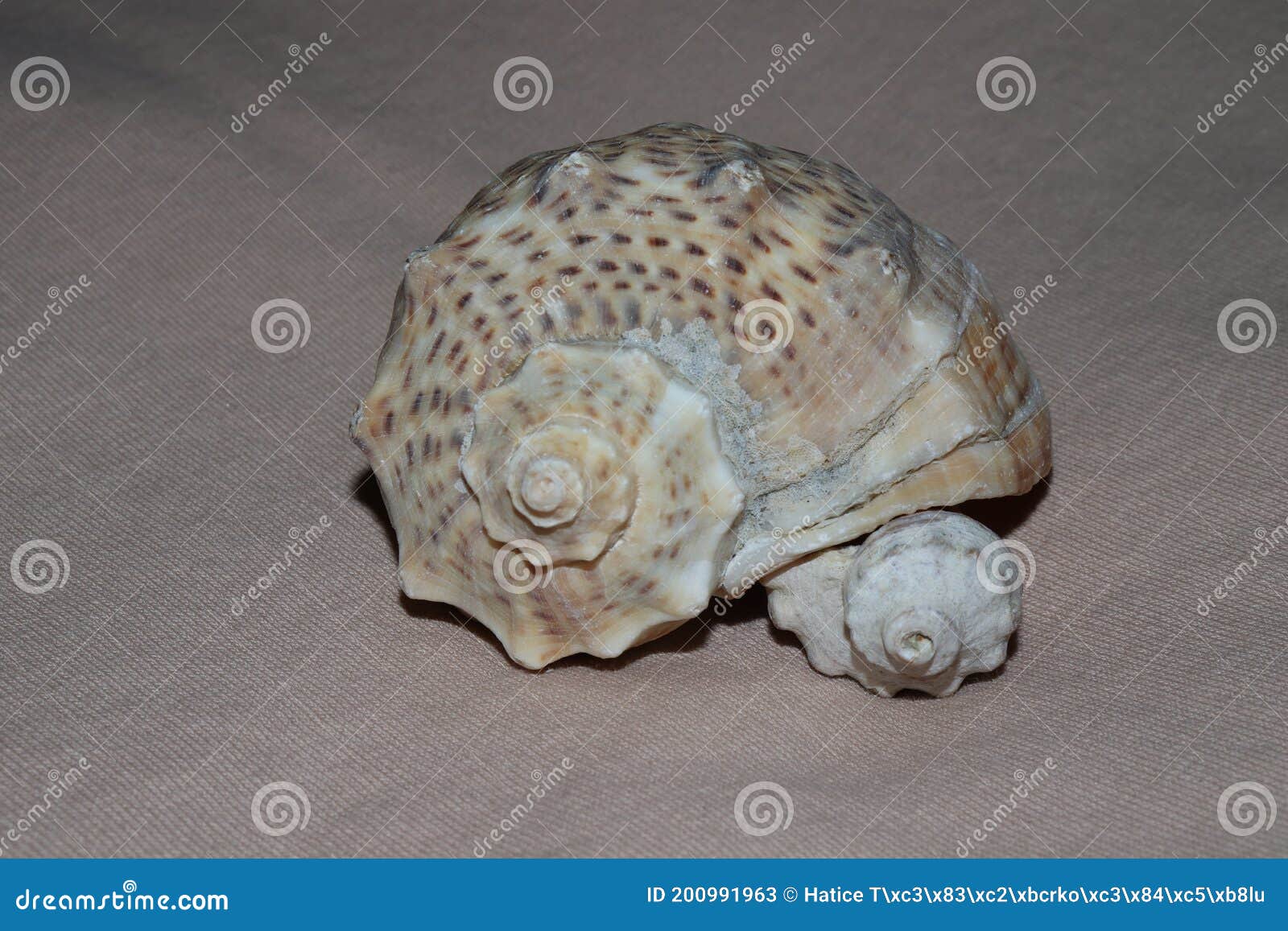 Two Seashell, close up, stock image. Image of balenced - 200991963