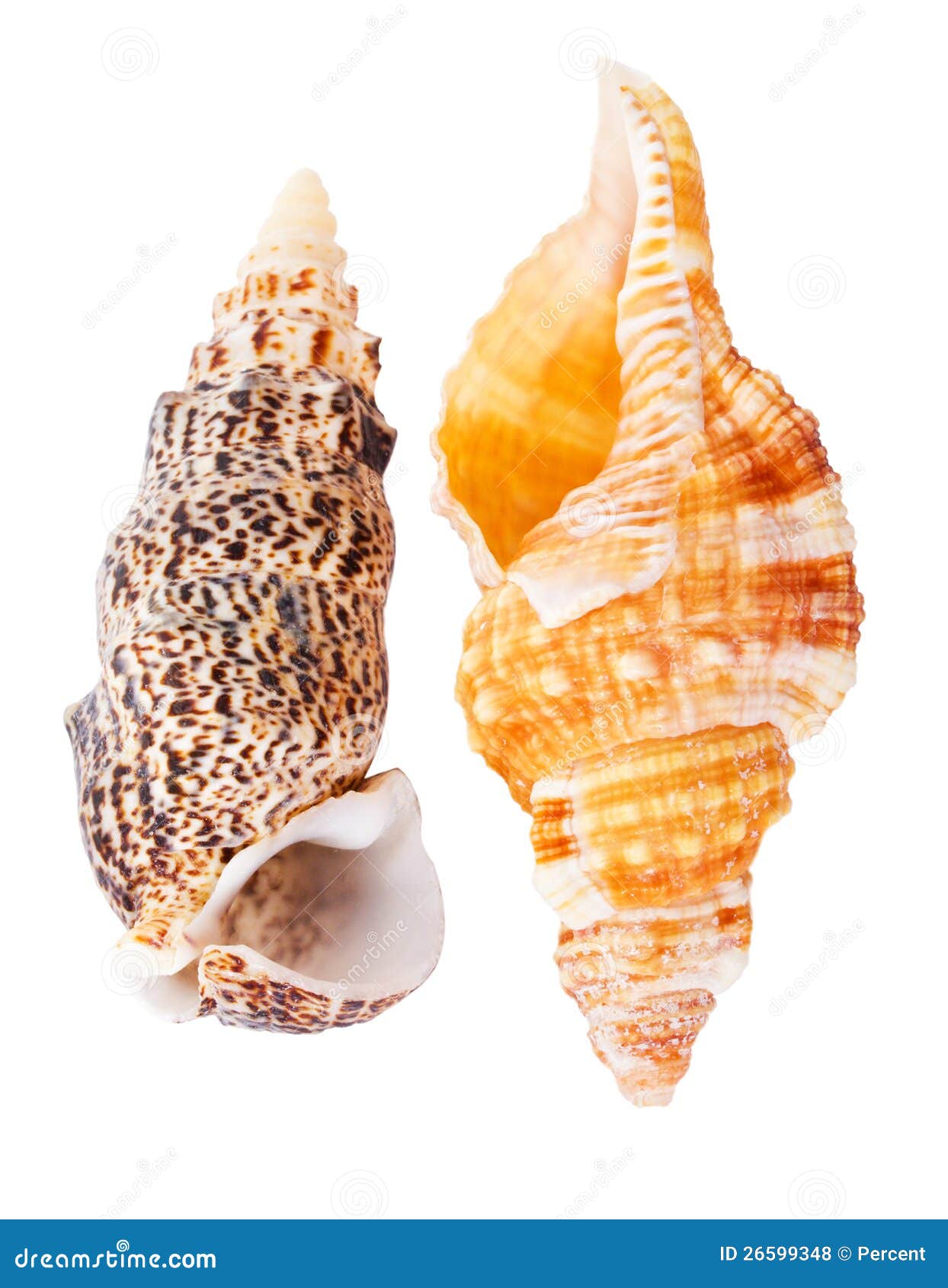 Two seashells stock photo. Image of studio, seashell - 26599348