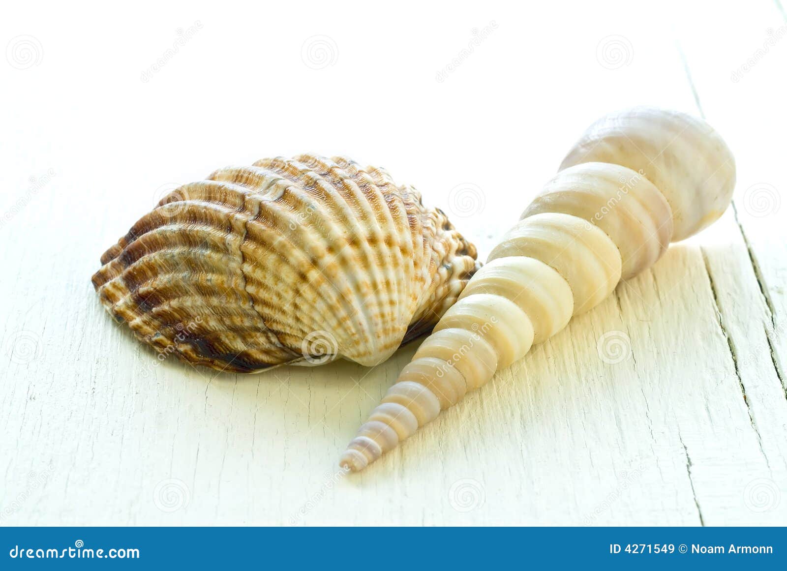 Two seashells stock image. Image of aquatic, concept, ocean - 4271549