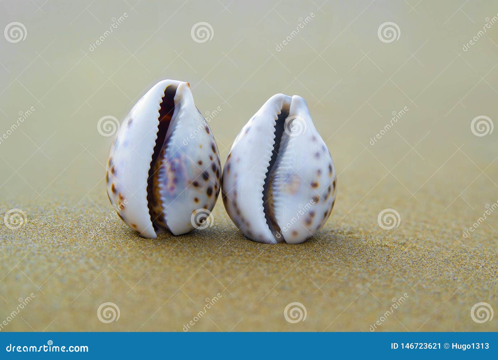 Two Seashells on the Beach. the Concept of Tourist Recreation. Stock ...
