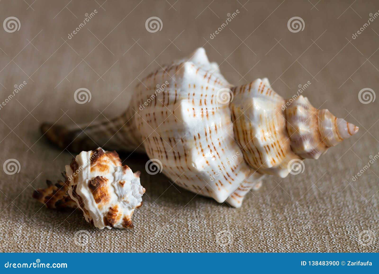 Two Seashells on Beige Textile Background Stock Photo - Image of snail ...
