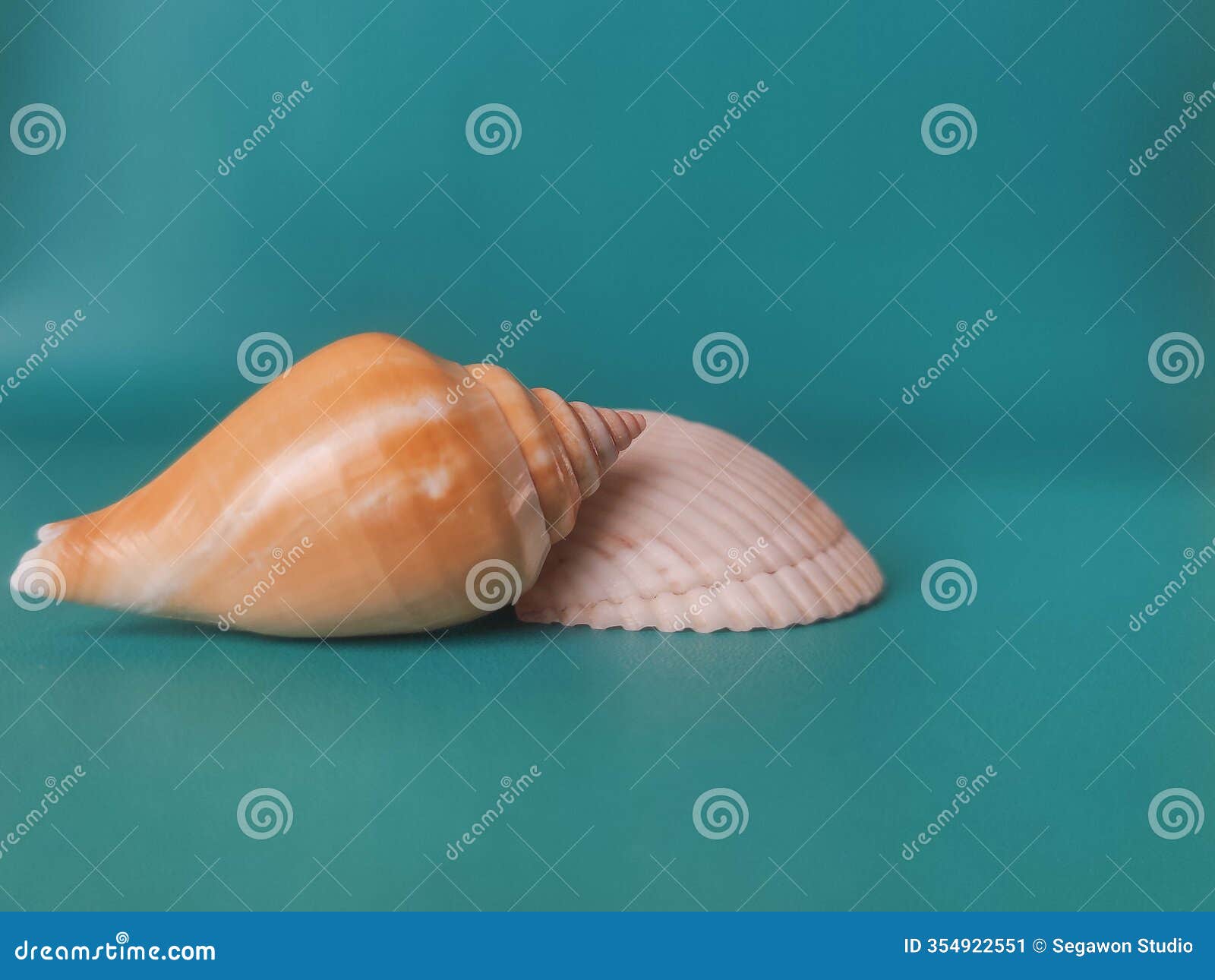 Two Seashells, a Conch and a Scallop, Resting Side-by-side on a Teal ...