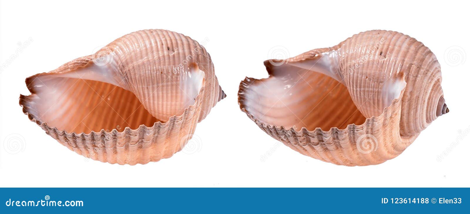 Two Seashells in Different Angles Isolated on White Stock Photo - Image ...