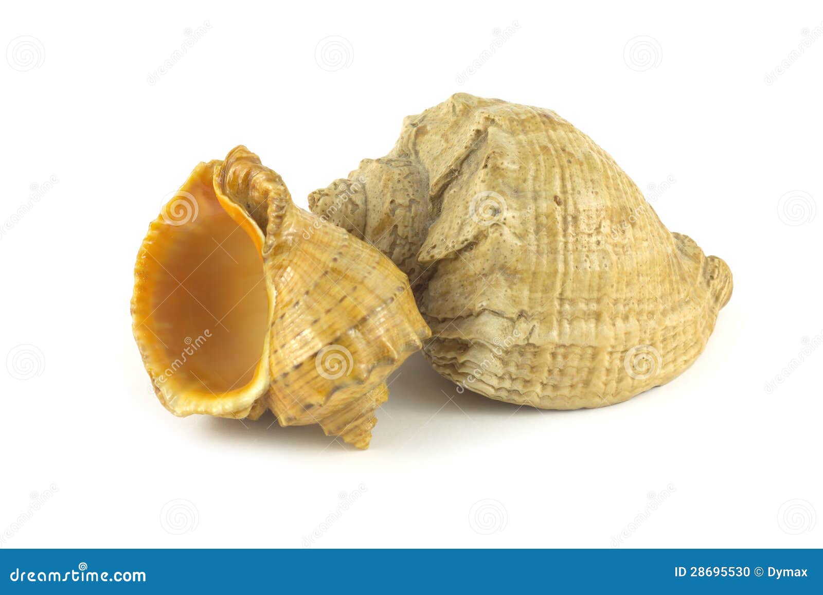 Two seashells isolated stock photo. Image of isolated - 28695530