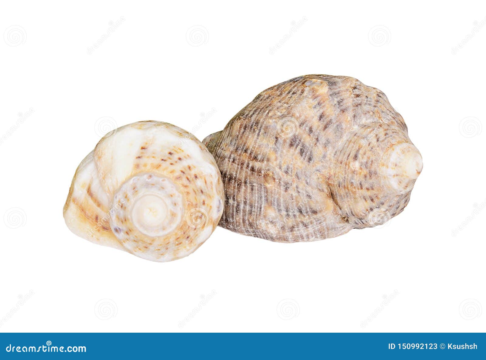 Two sea shells stock image. Image of tropical, object - 150992123