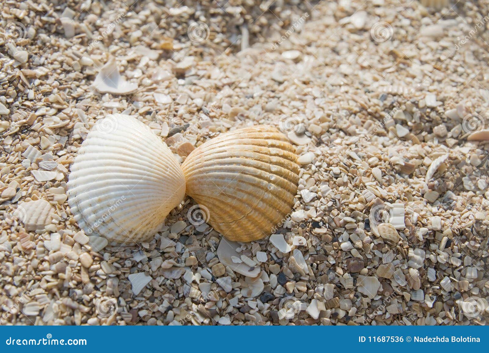 Two seashells kissing stock photo. Image of outdoors - 11687536