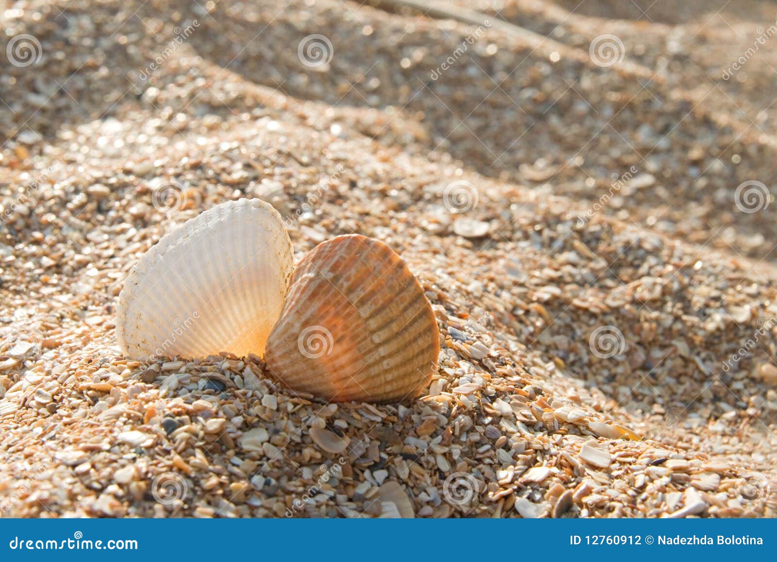 Two seashells kissing stock photo. Image of connection - 12760912