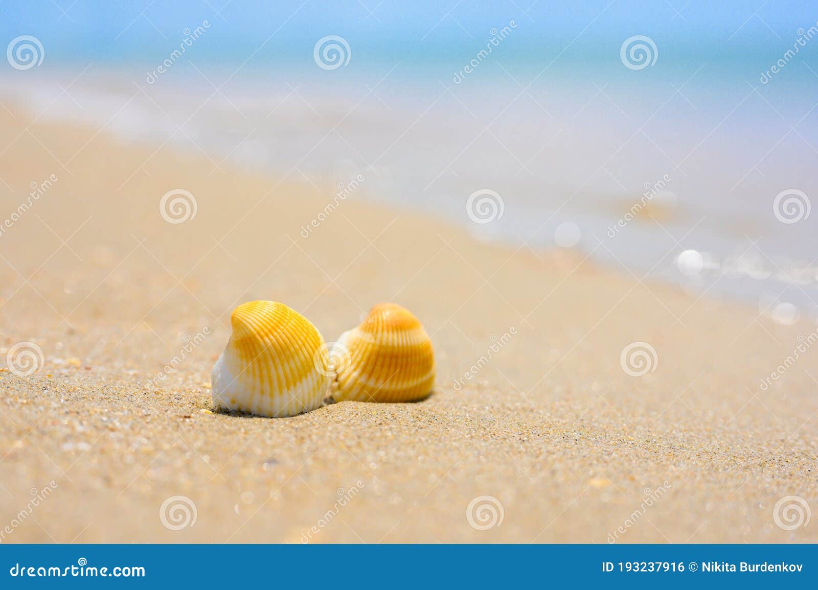 Two Seashells Lie on a Sandy Beach. Stock Photo - Image of exotic ...